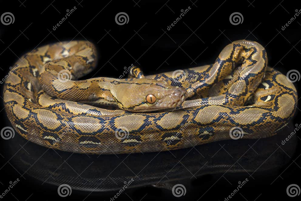 Reticulated Python Python Reticulatus Isolated on Black Stock Image ...