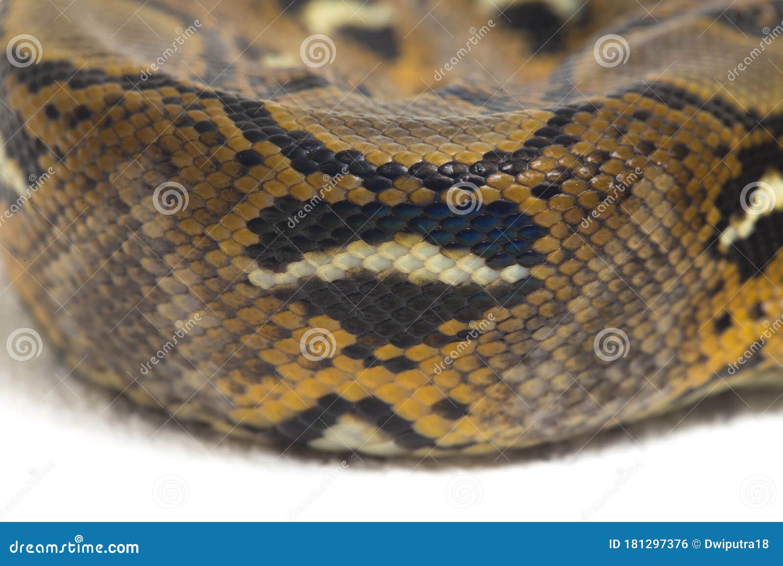 Reticulated Python Python Reticulatus Isolated on White Stock Photo ...