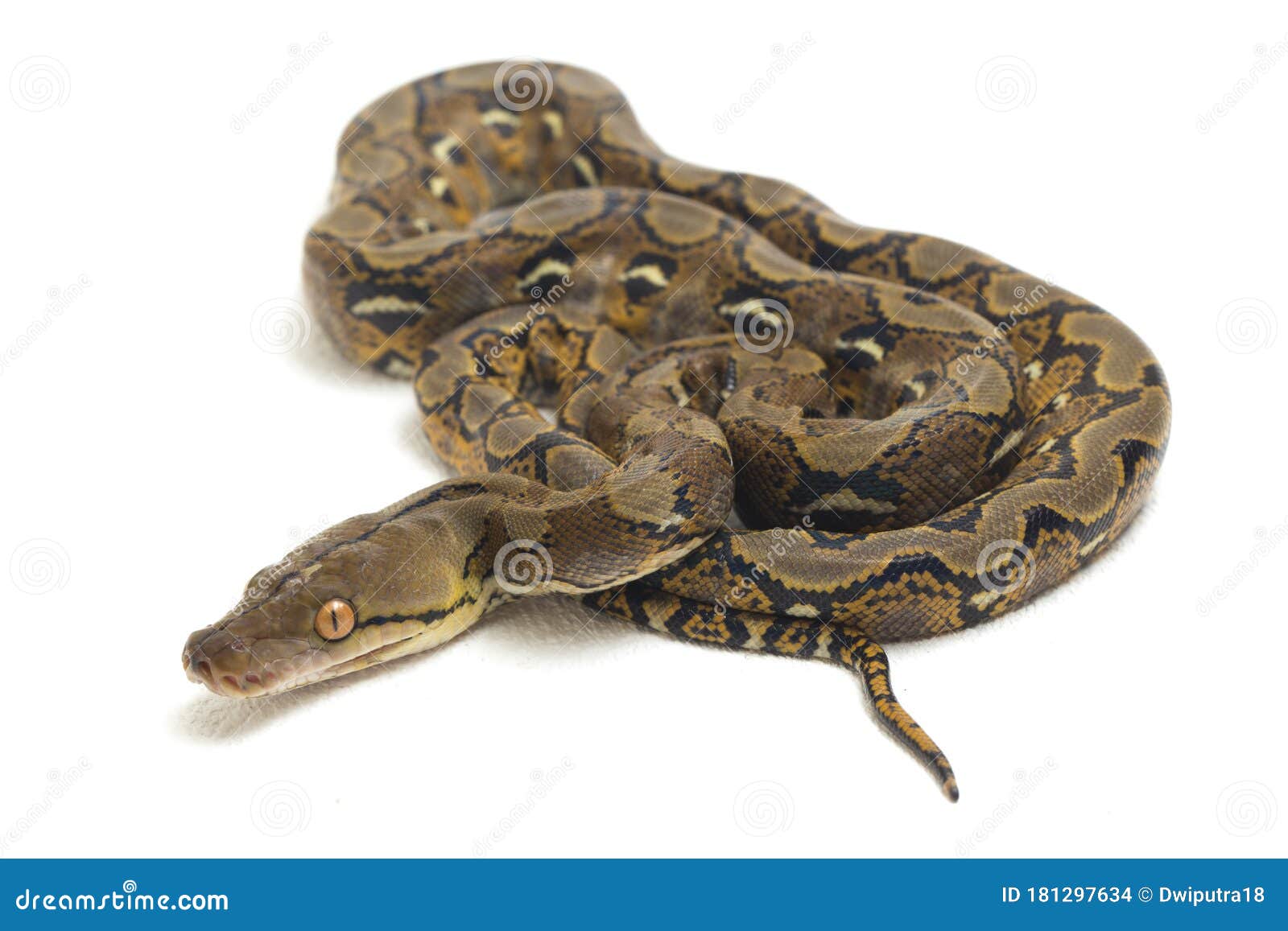 Reticulated Python Python Reticulatus Isolated on White Stock Photo ...