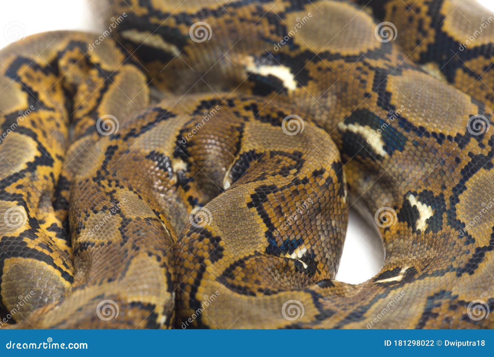 Reticulated Python Python Reticulatus Isolated on White Stock Photo ...
