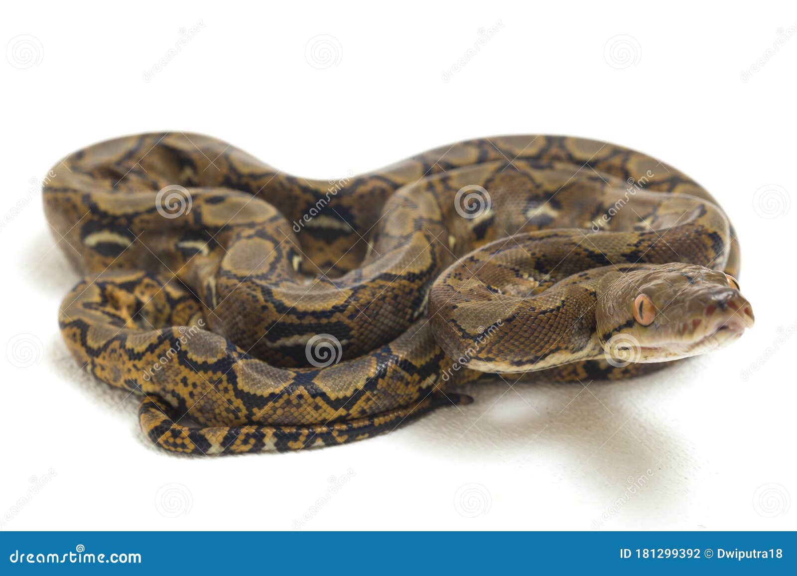 Reticulated Python Python Reticulatus Isolated On White Stock Photo ...