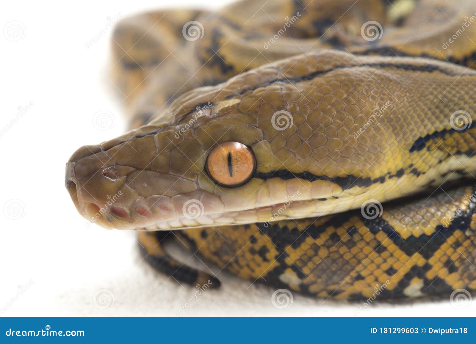 Reticulated Python Python Reticulatus Isolated on White Stock Image ...