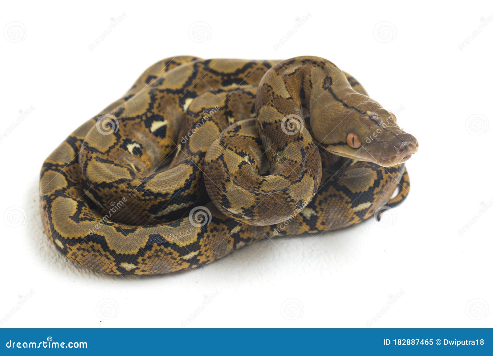 Reticulated Python Python Reticulatus Isolated on White Stock Image ...