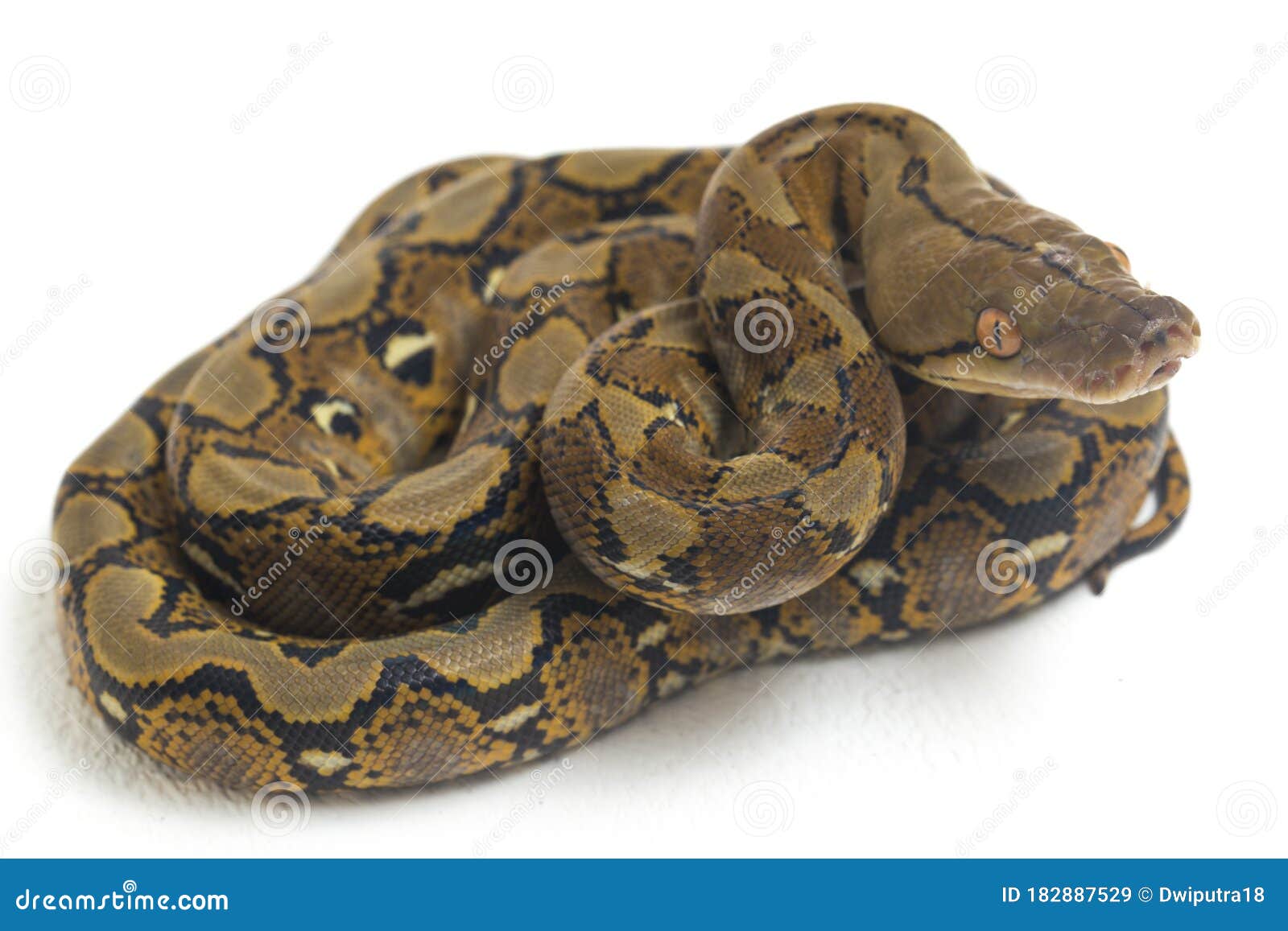 Reticulated Python Python Reticulatus Isolated on White Stock Image ...