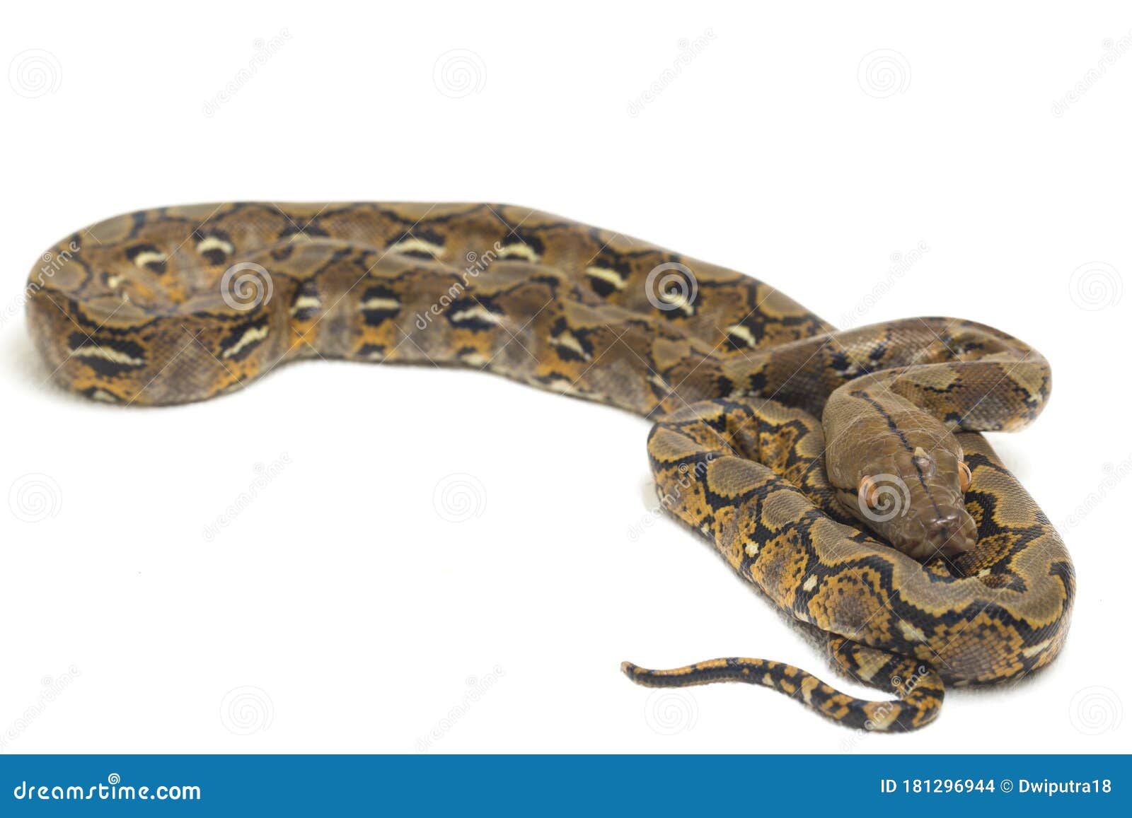 Reticulated Python Python Reticulatus Isolated on White Stock Photo ... Reticulated Python Python Reticulatus Isolated on White Stock Photo ...