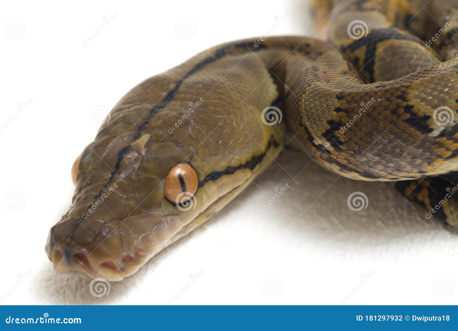 Reticulated Python Python Reticulatus Isolated on White Stock Photo ...