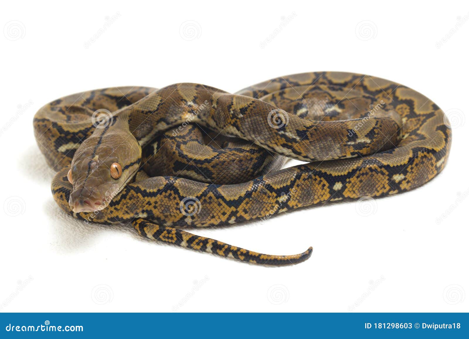 Reticulated Python Python Reticulatus Isolated on White Stock Image ...