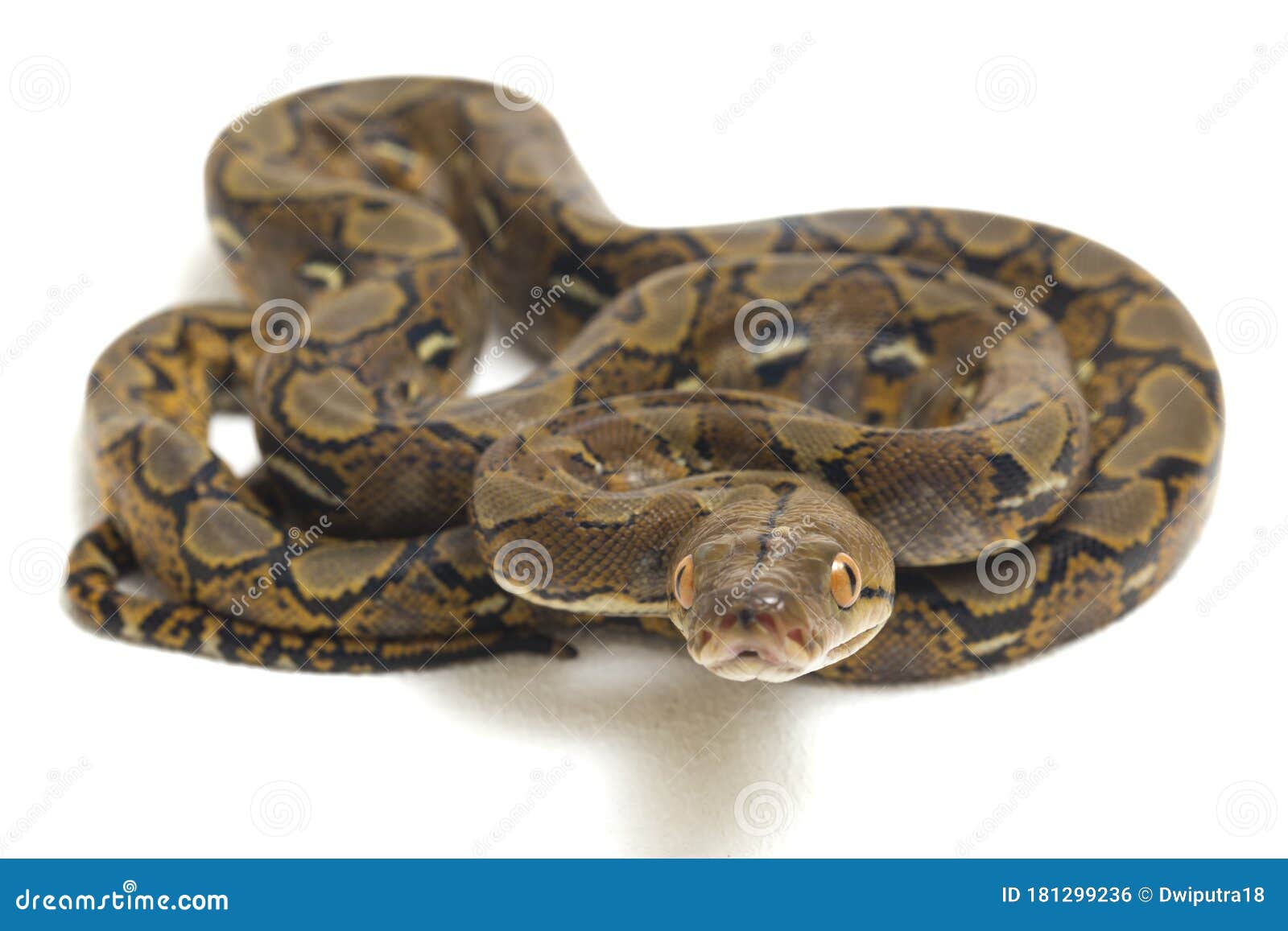 Reticulated Python Python Reticulatus Isolated on White Stock Photo ...