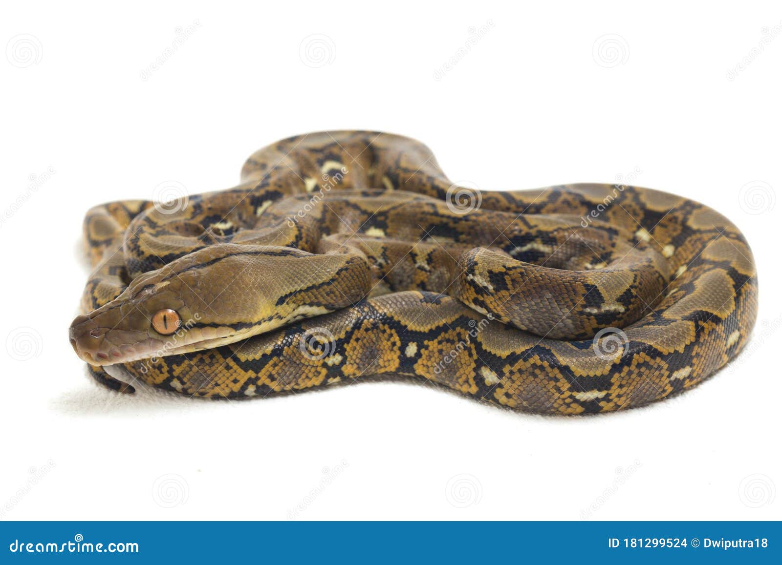 Reticulated Python Python Reticulatus Isolated on White Stock Photo ...