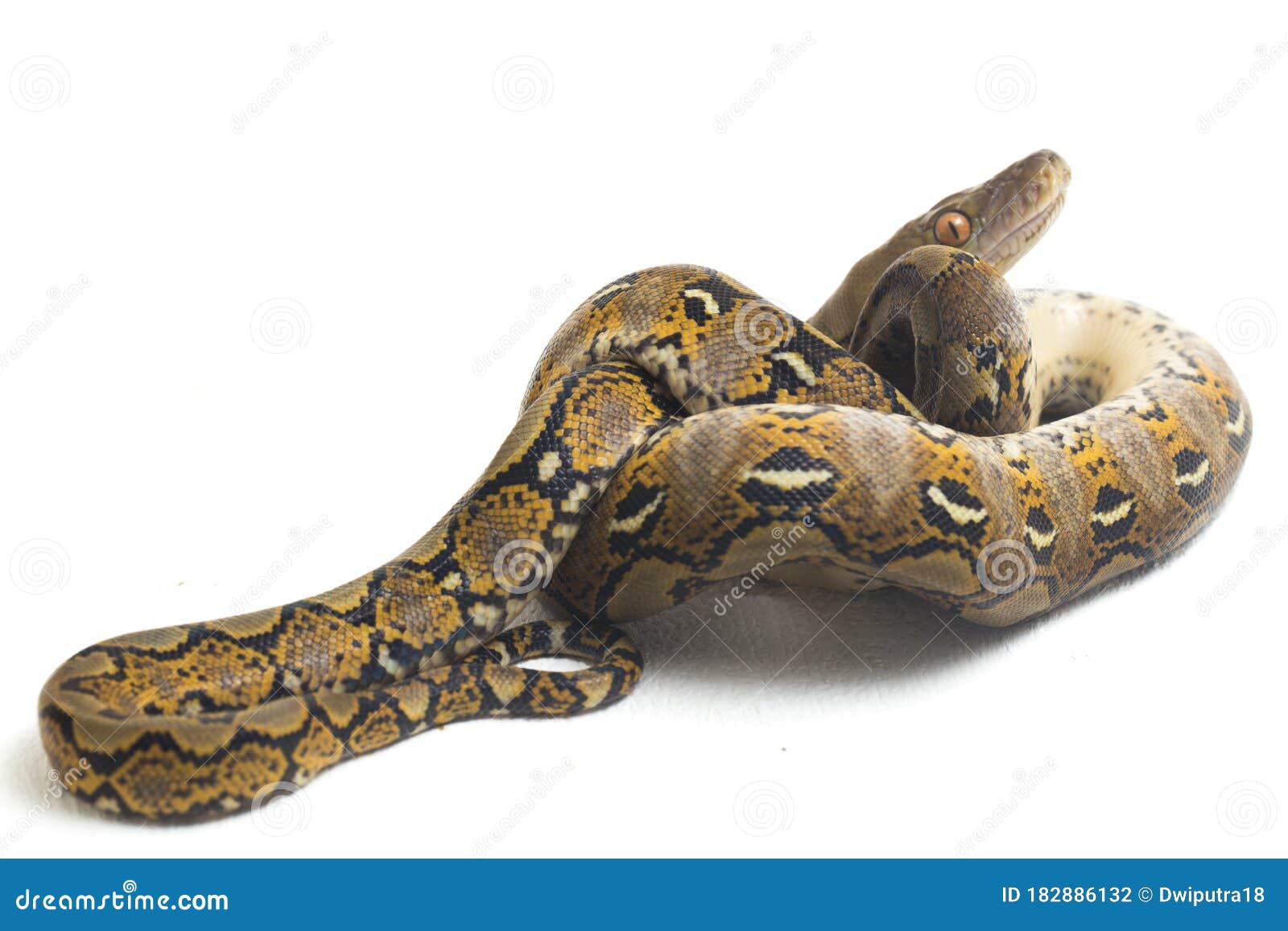 Reticulated Python Python Reticulatus Isolated on White Stock Photo ...