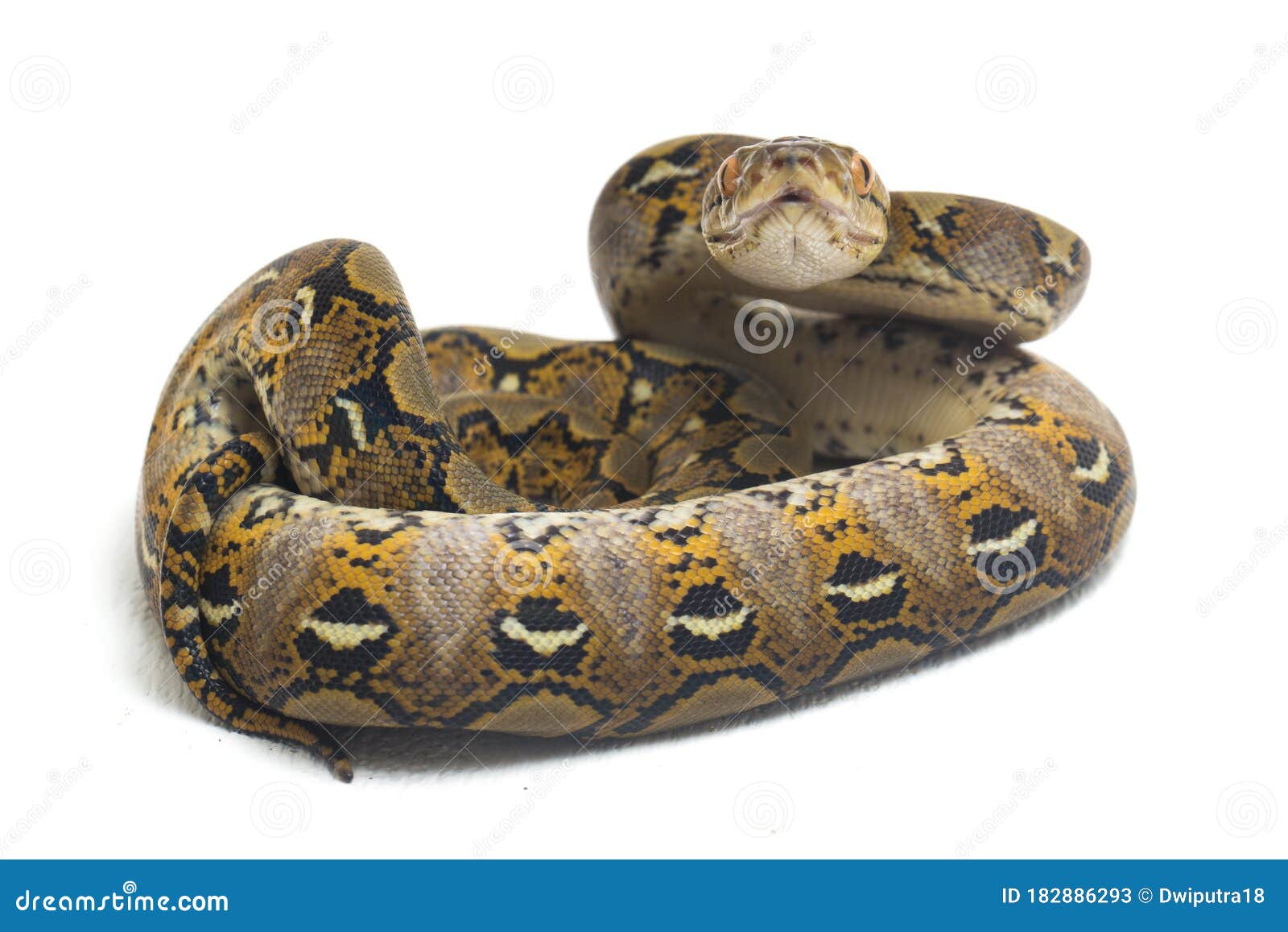 Reticulated Python Python Reticulatus Isolated on White Stock Image ...
