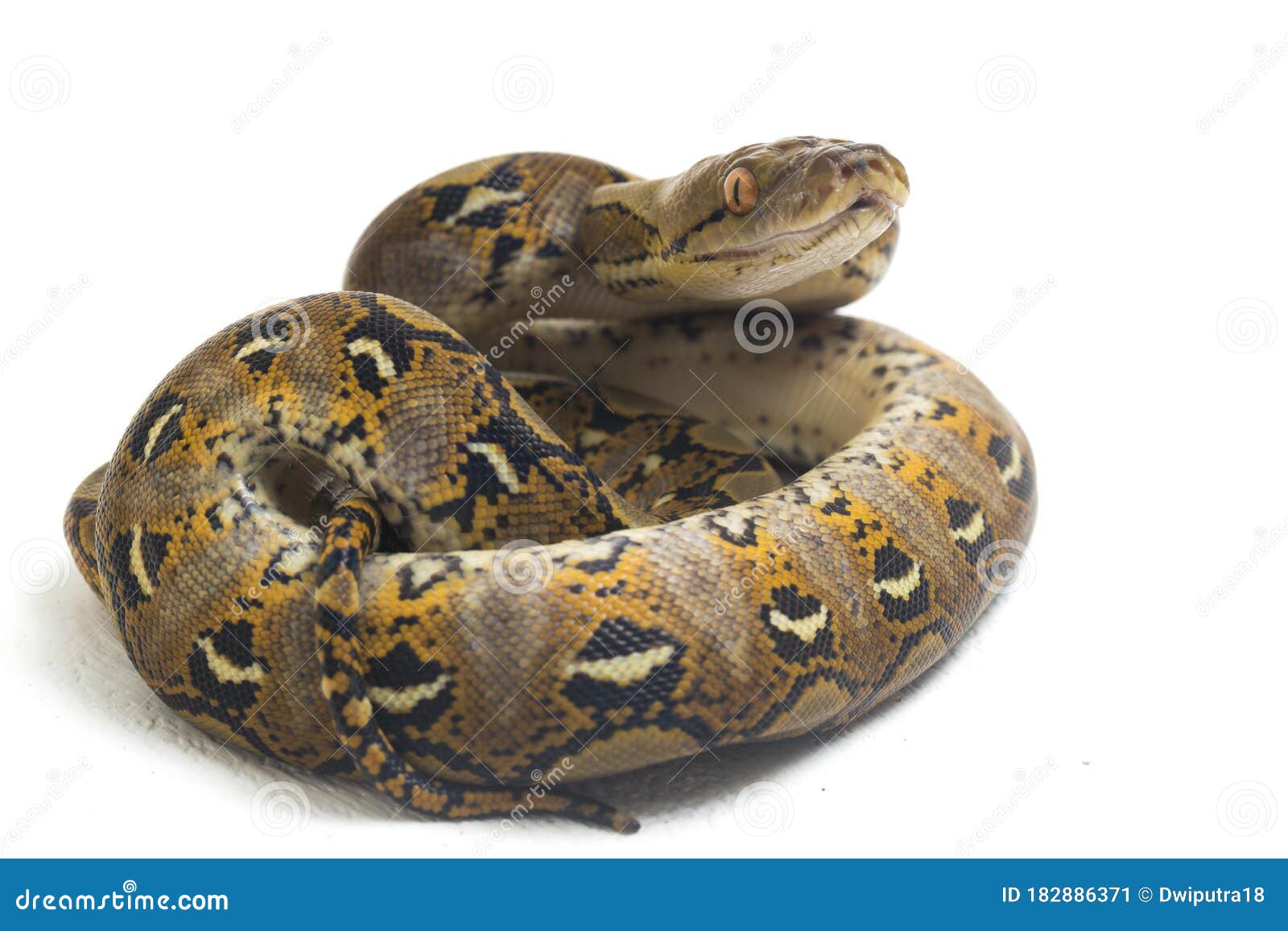 Reticulated Python Python Reticulatus Isolated on White Stock Image ...