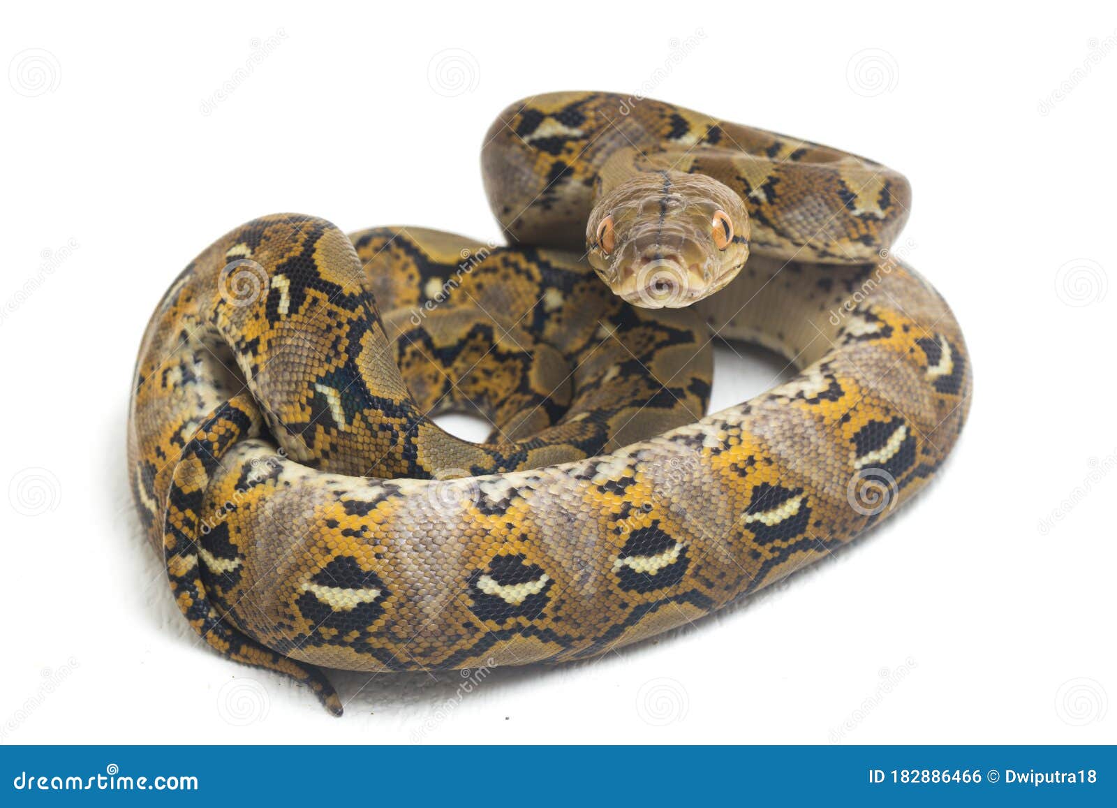 Reticulated Python Python Reticulatus Isolated On White Stock Photo ...
