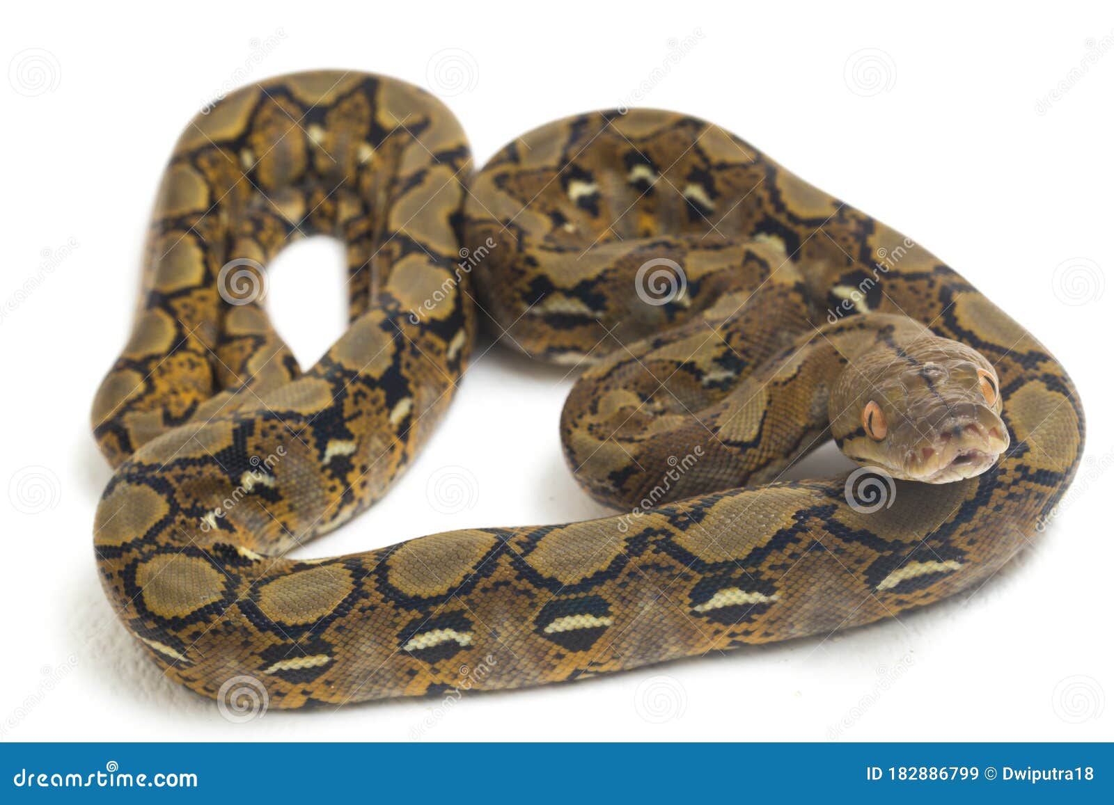 Reticulated Python Python Reticulatus Isolated on White Stock Image ...