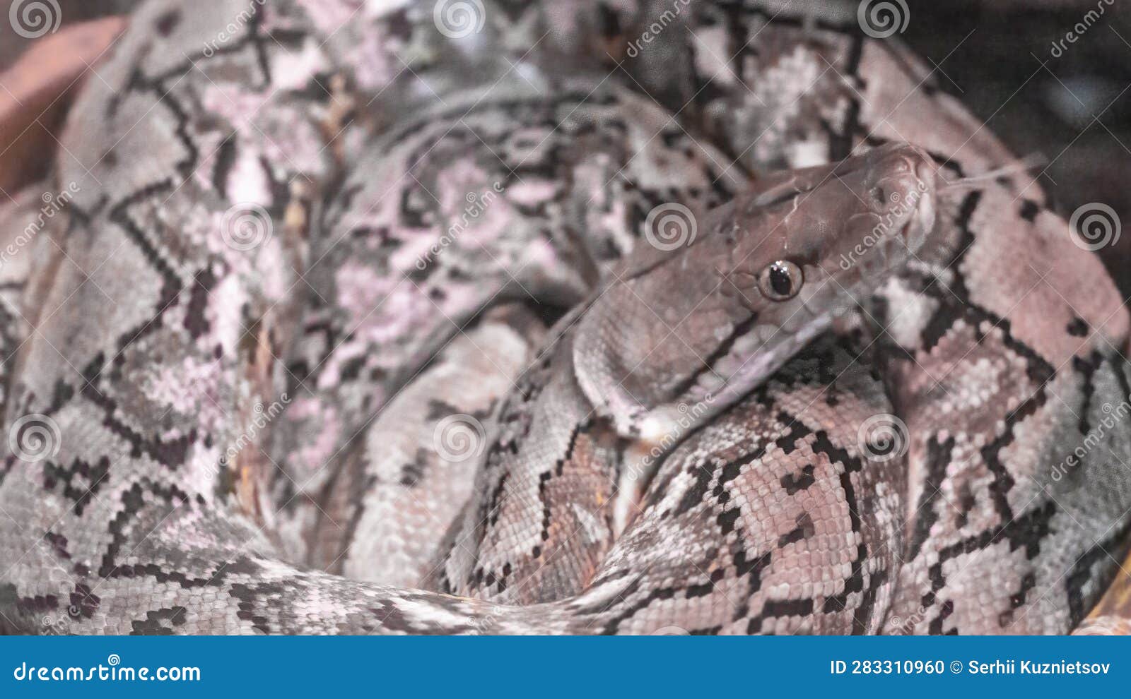 Reticulated Python, Python Reticulatus, Non-venomous Snake Lies in a ...