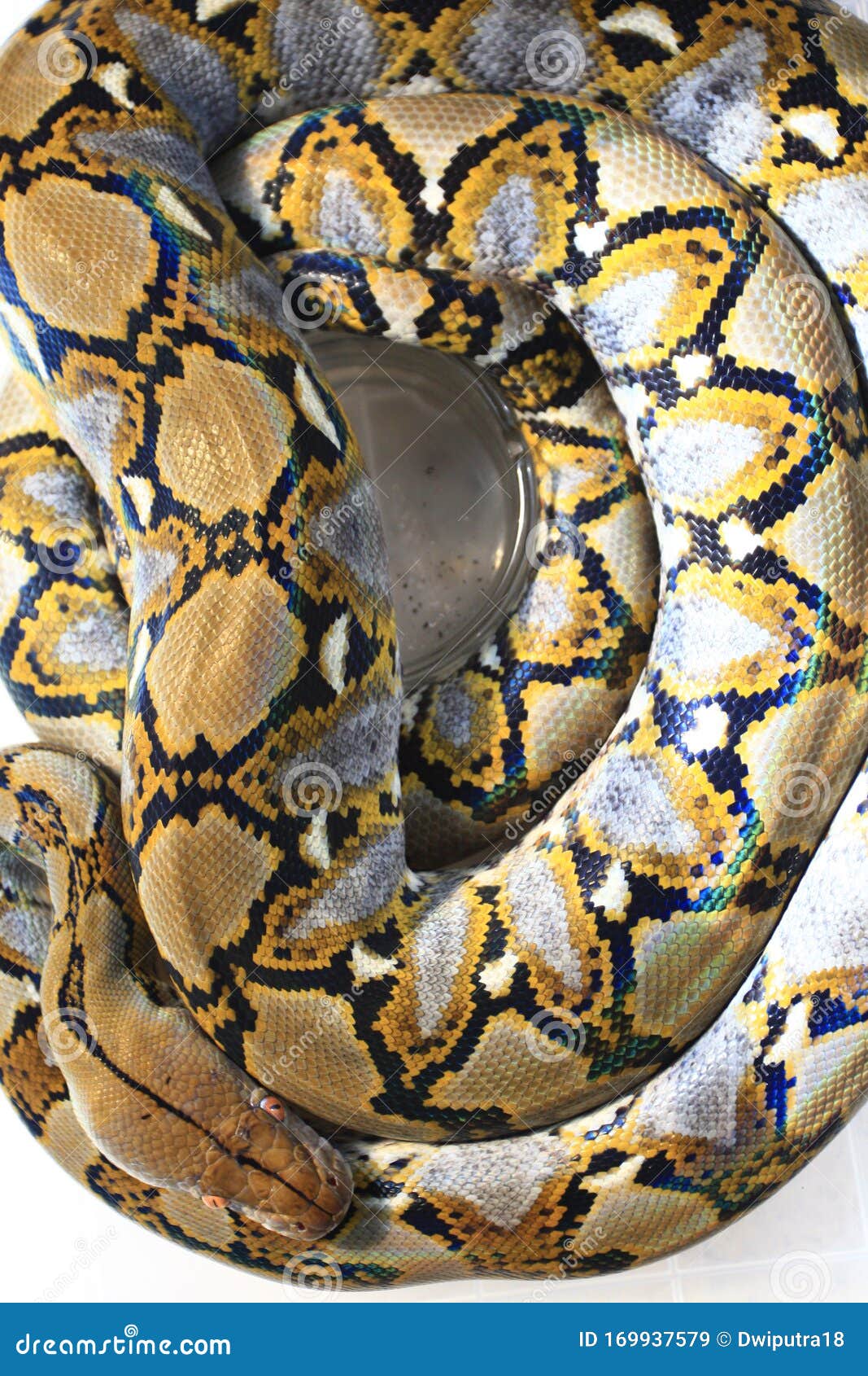 Reticulated Python Python Reticulatus Stock Image - Image of ball ... Reticulated Python Python Reticulatus Stock Image - Image of ball ...