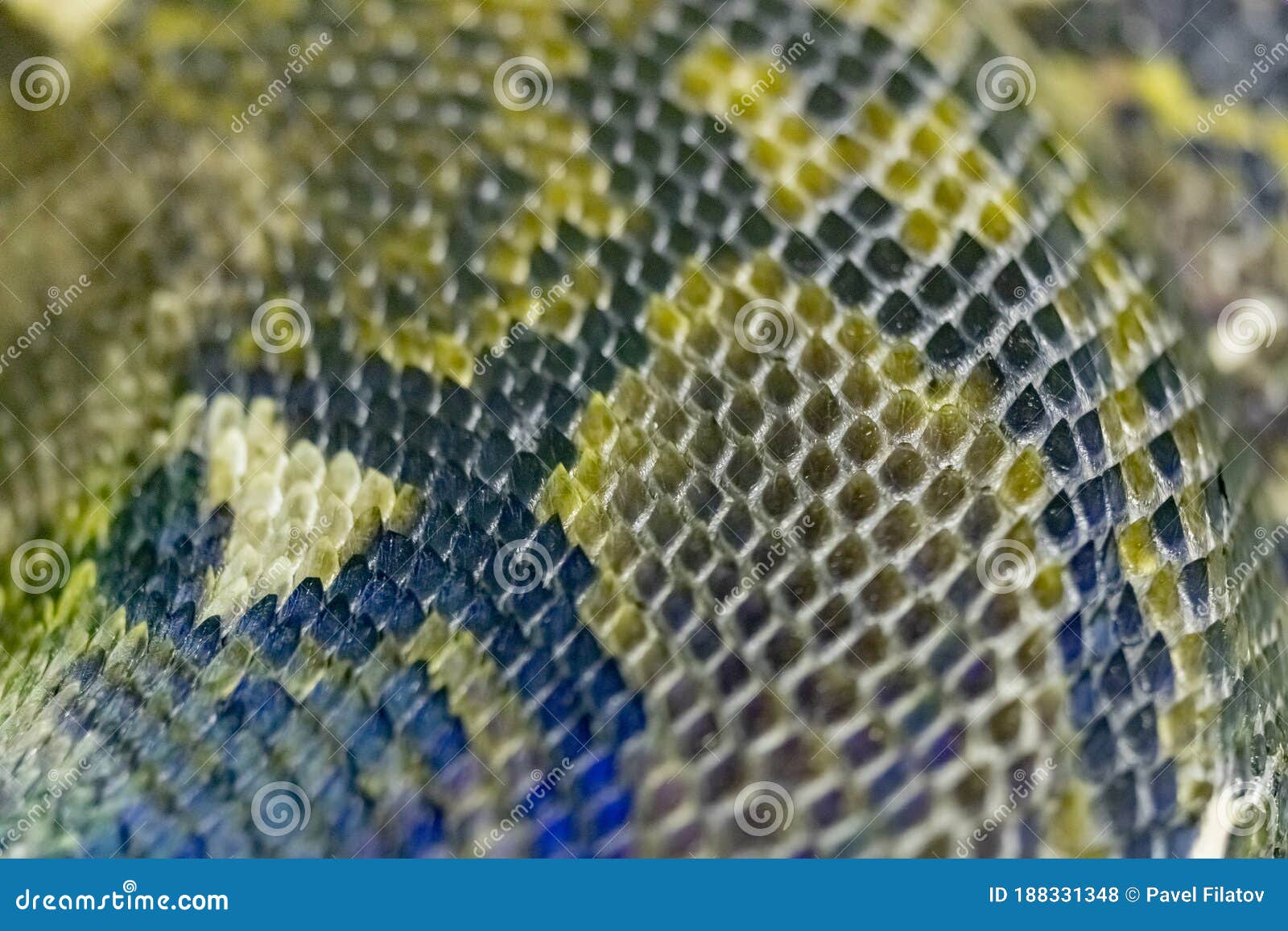 Reticulated Python. Python Reticulatus Stock Photo - Image of curve ...