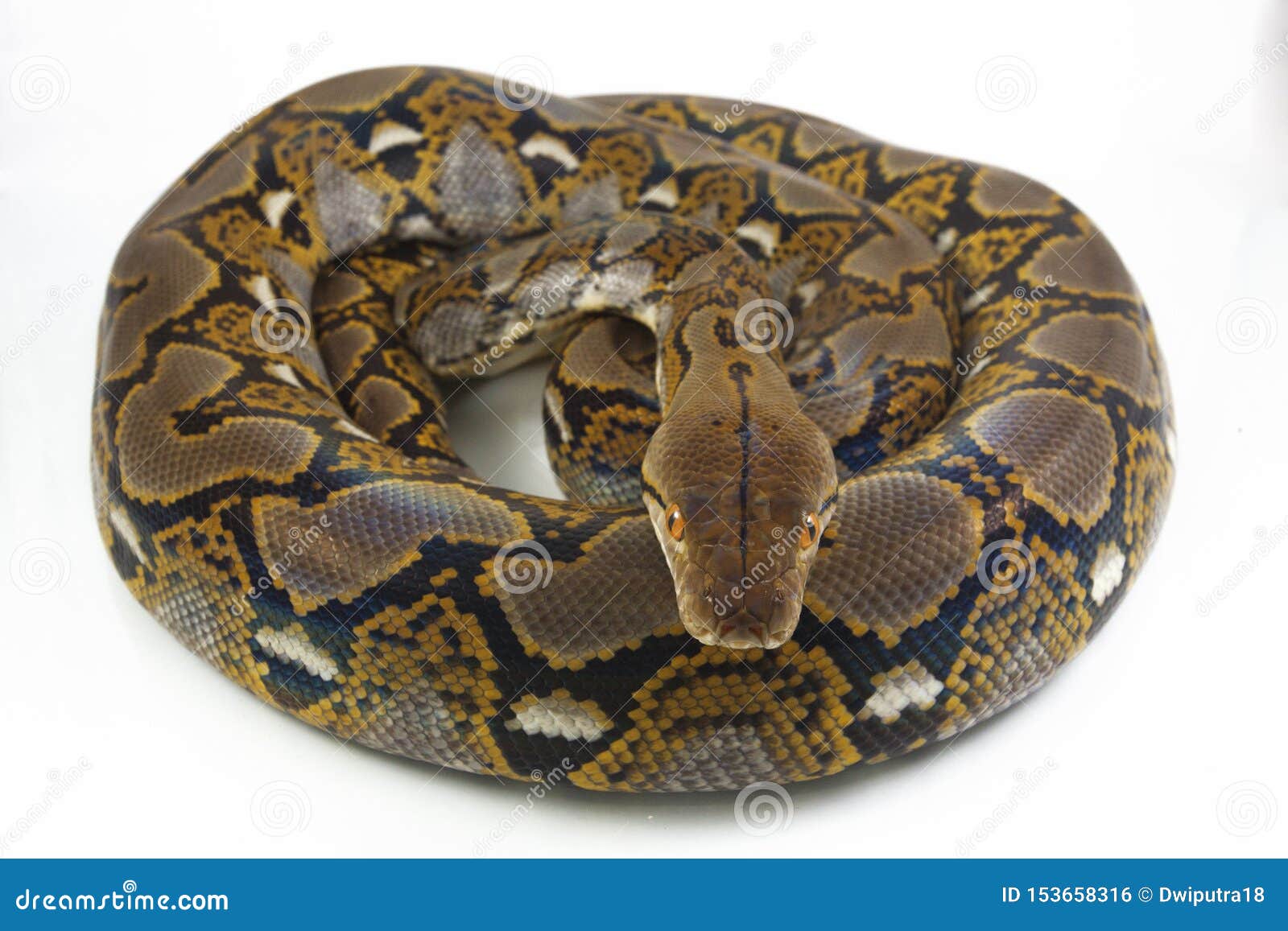 Reticulated Python Python Reticulatus Stock Photo - Image of colorful ...
