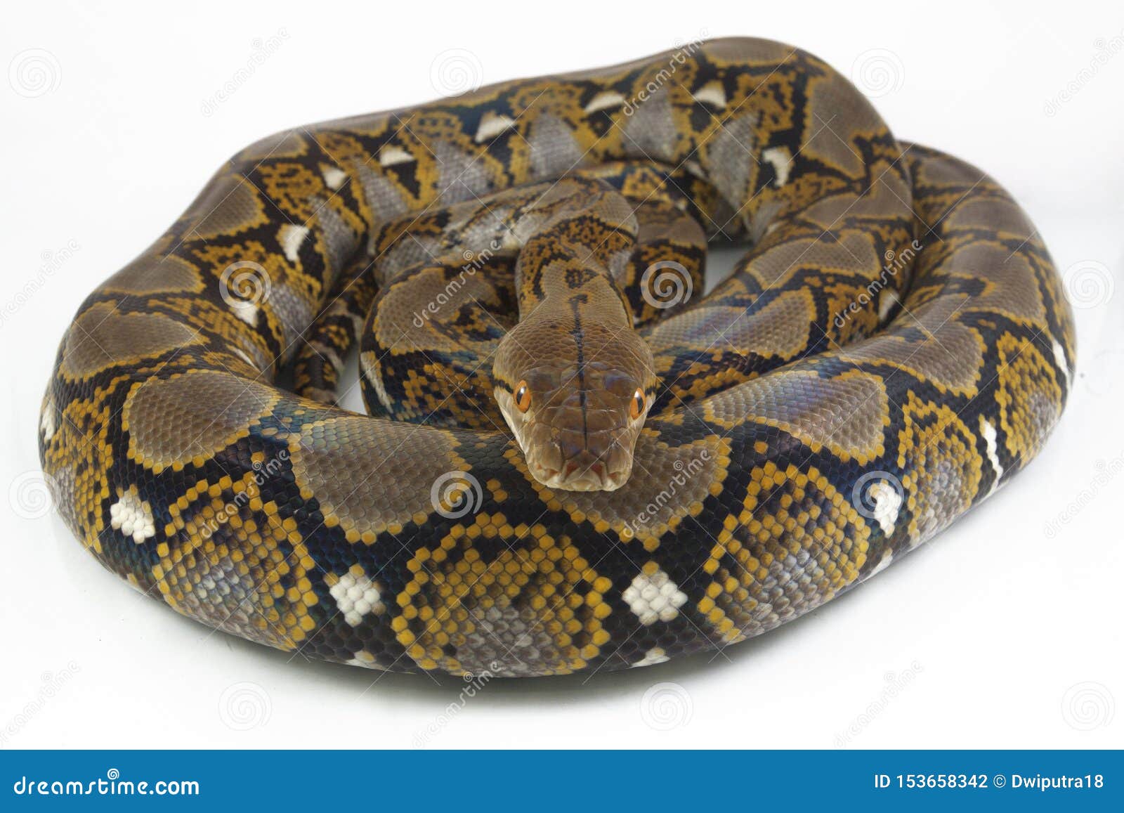 Reticulated Python Python Reticulatus Stock Photo - Image of large ...