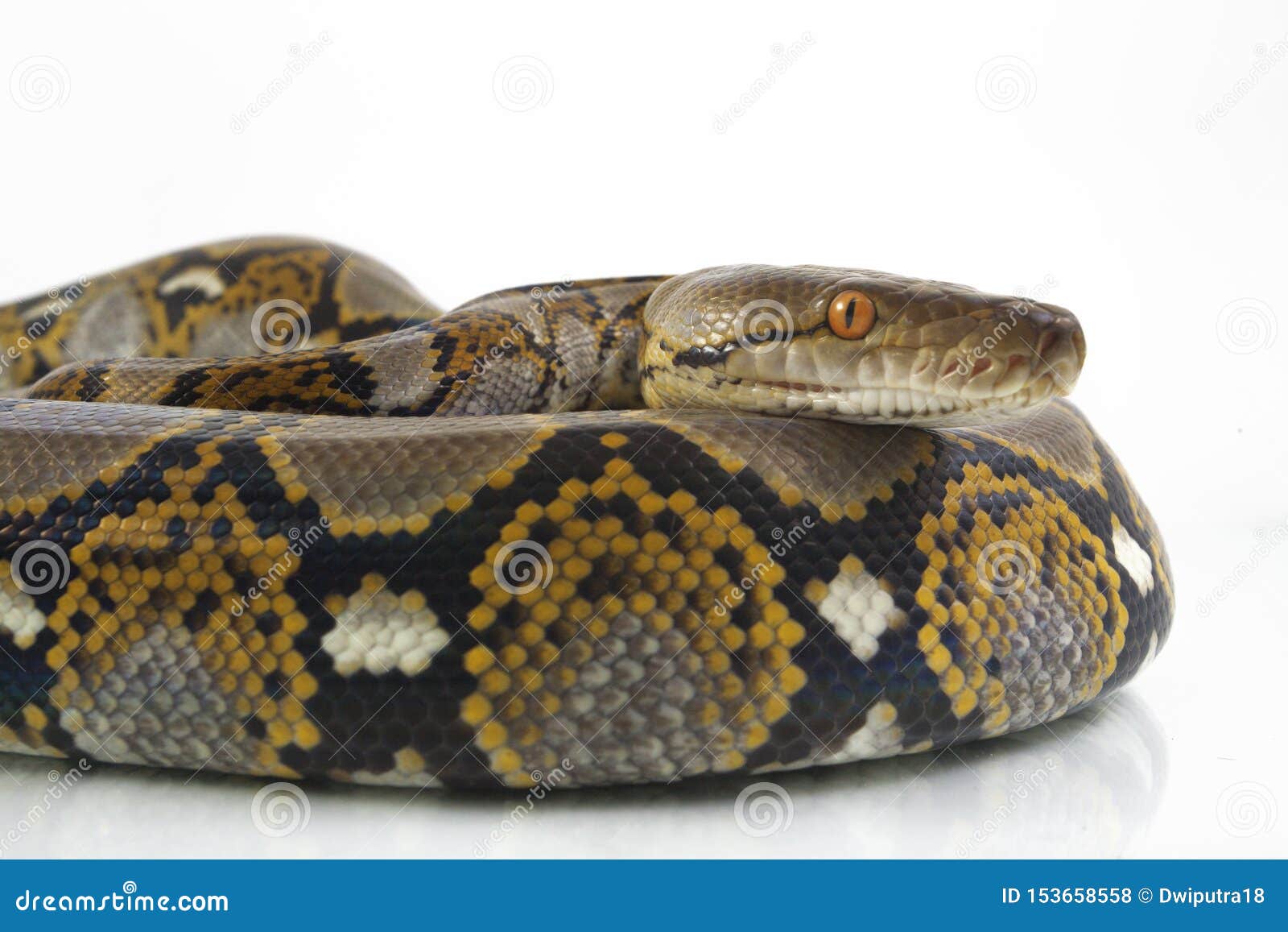 Reticulated Python Python Reticulatus Stock Photo - Image of indonesia ...