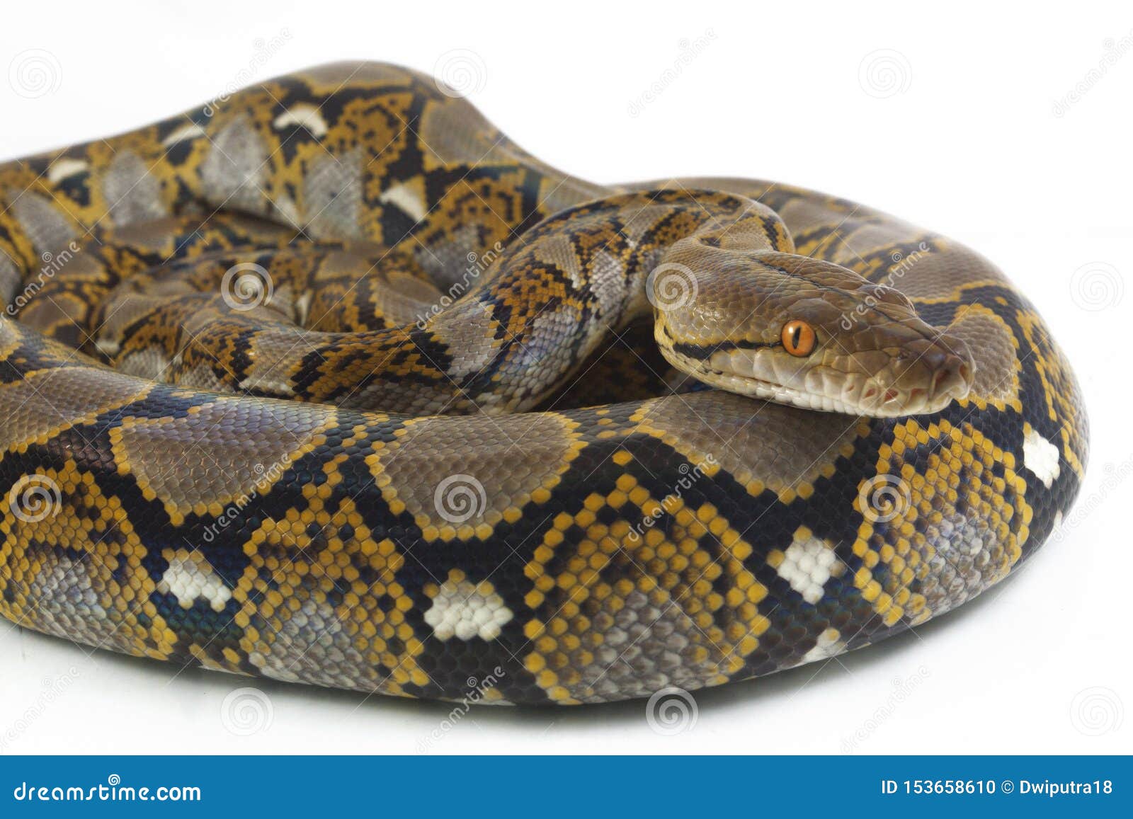 Reticulated Python Python Reticulatus Stock Photo - Image of east, asia ...