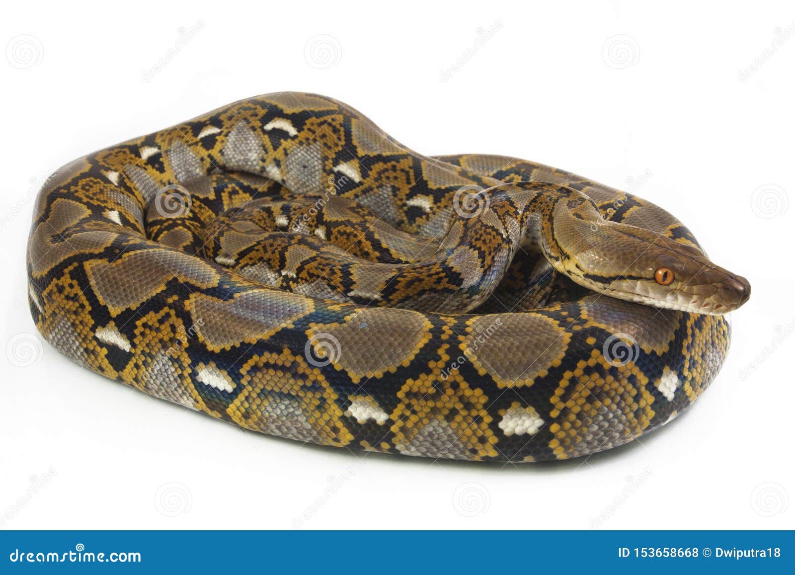 Reticulated Python Python Reticulatus Stock Photo - Image of closeup ...