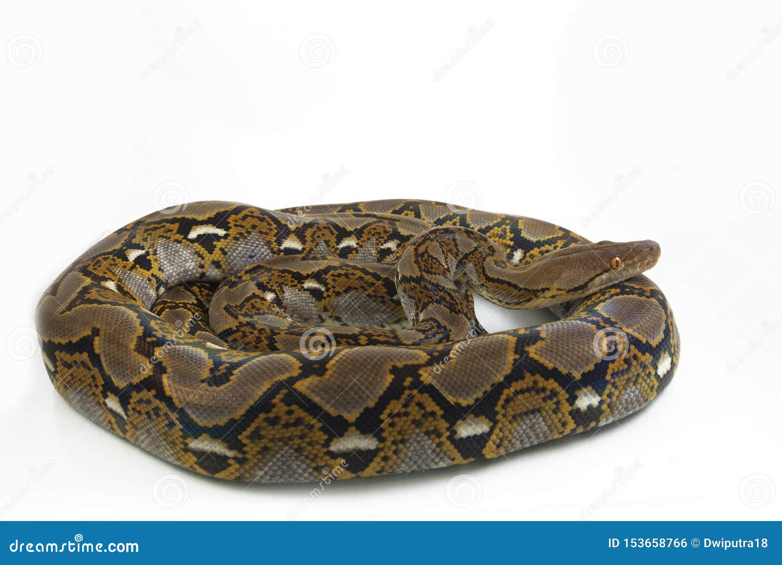 Reticulated Python Python Reticulatus Stock Photo - Image of forest ...