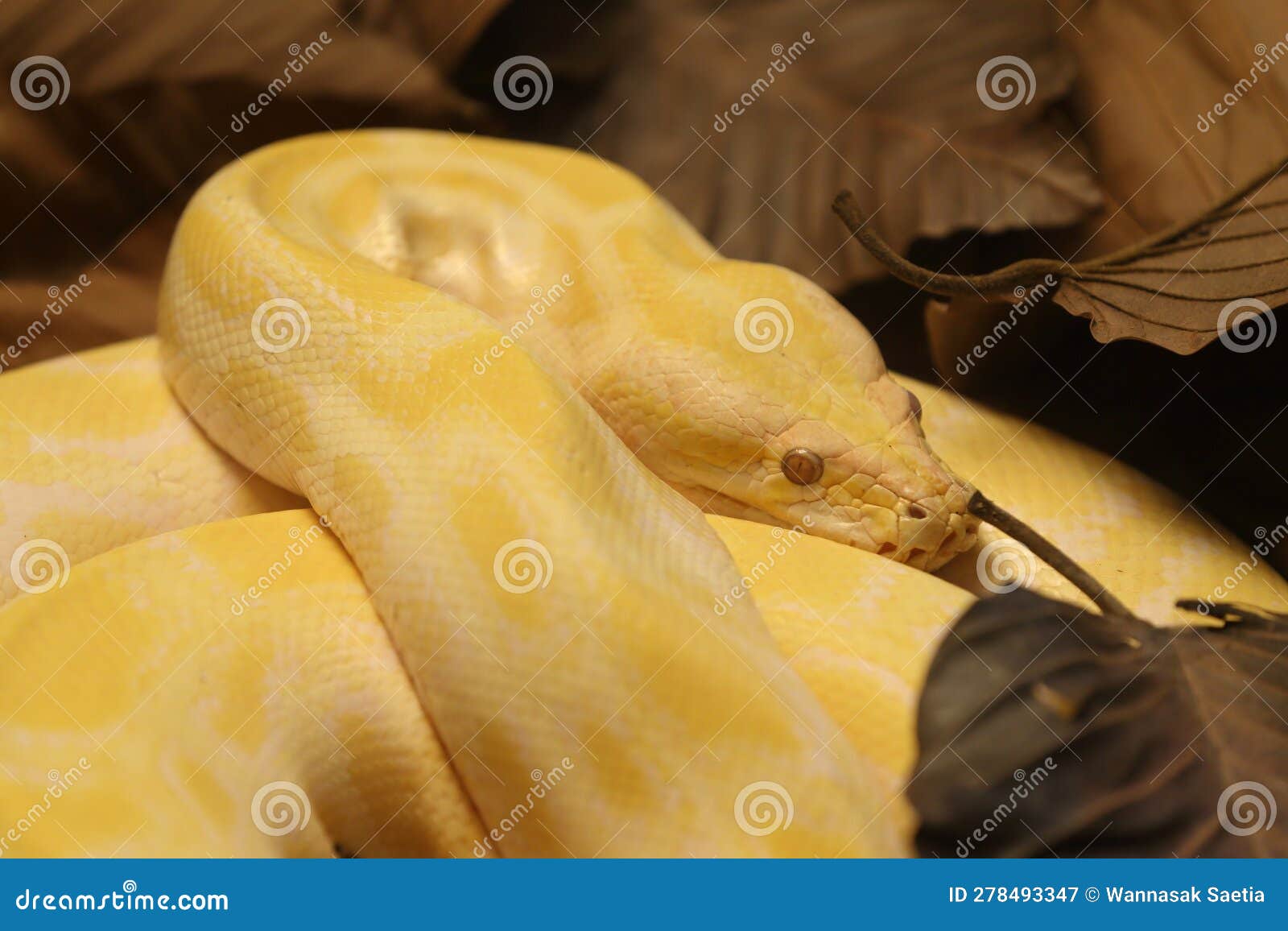 Reticulated Python (Python Reticulatus) Stock Image - Image of leaf ... Reticulated Python (Python Reticulatus) Stock Image - Image of leaf ...