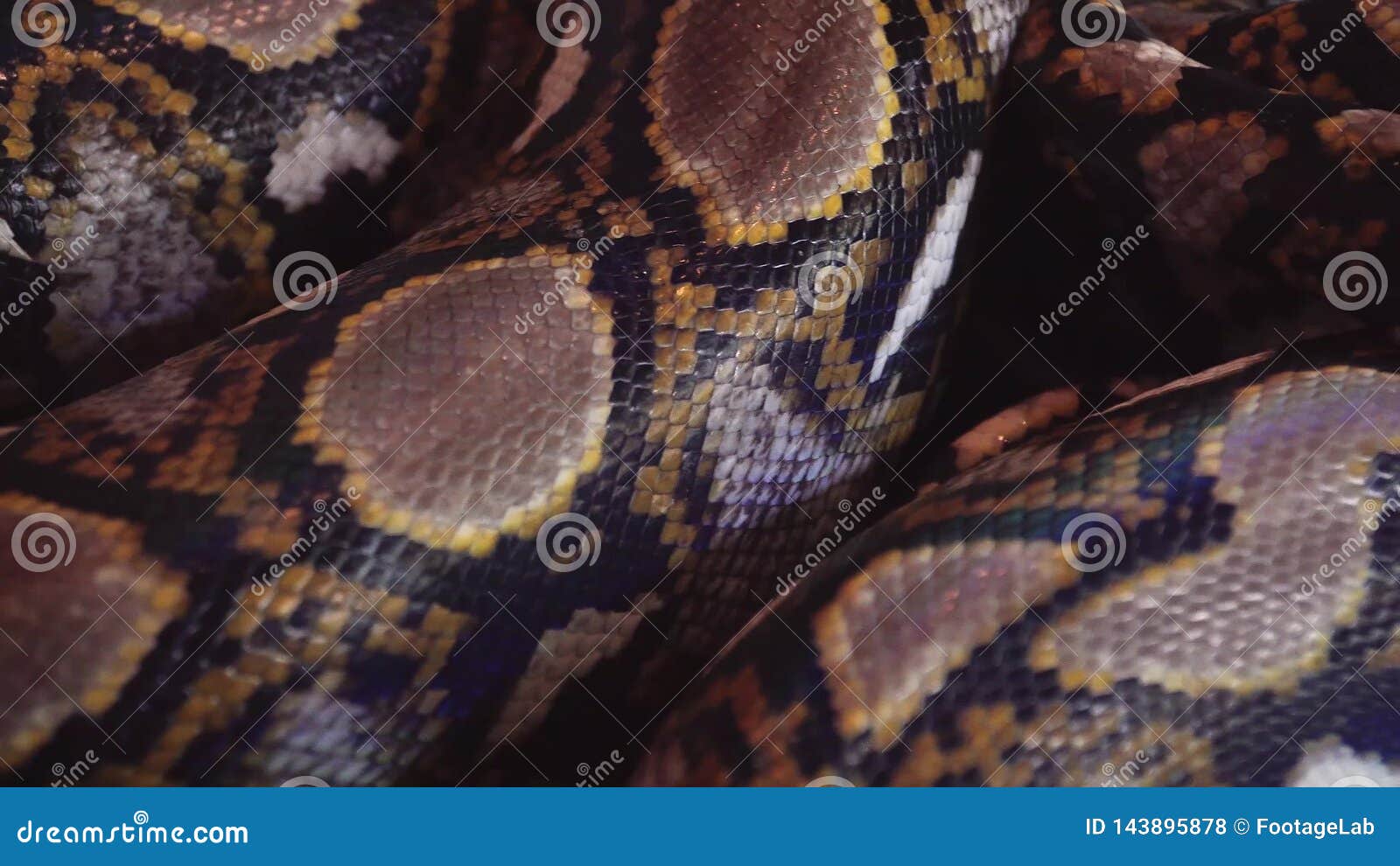 Reticulated Python Python Reticulatus Snake Body Close Up View Stock ...