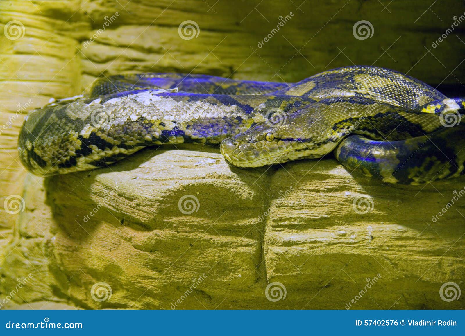 The Reticulated Python Reptile Scaly Boa Viviparous Stock Photo - Image ...