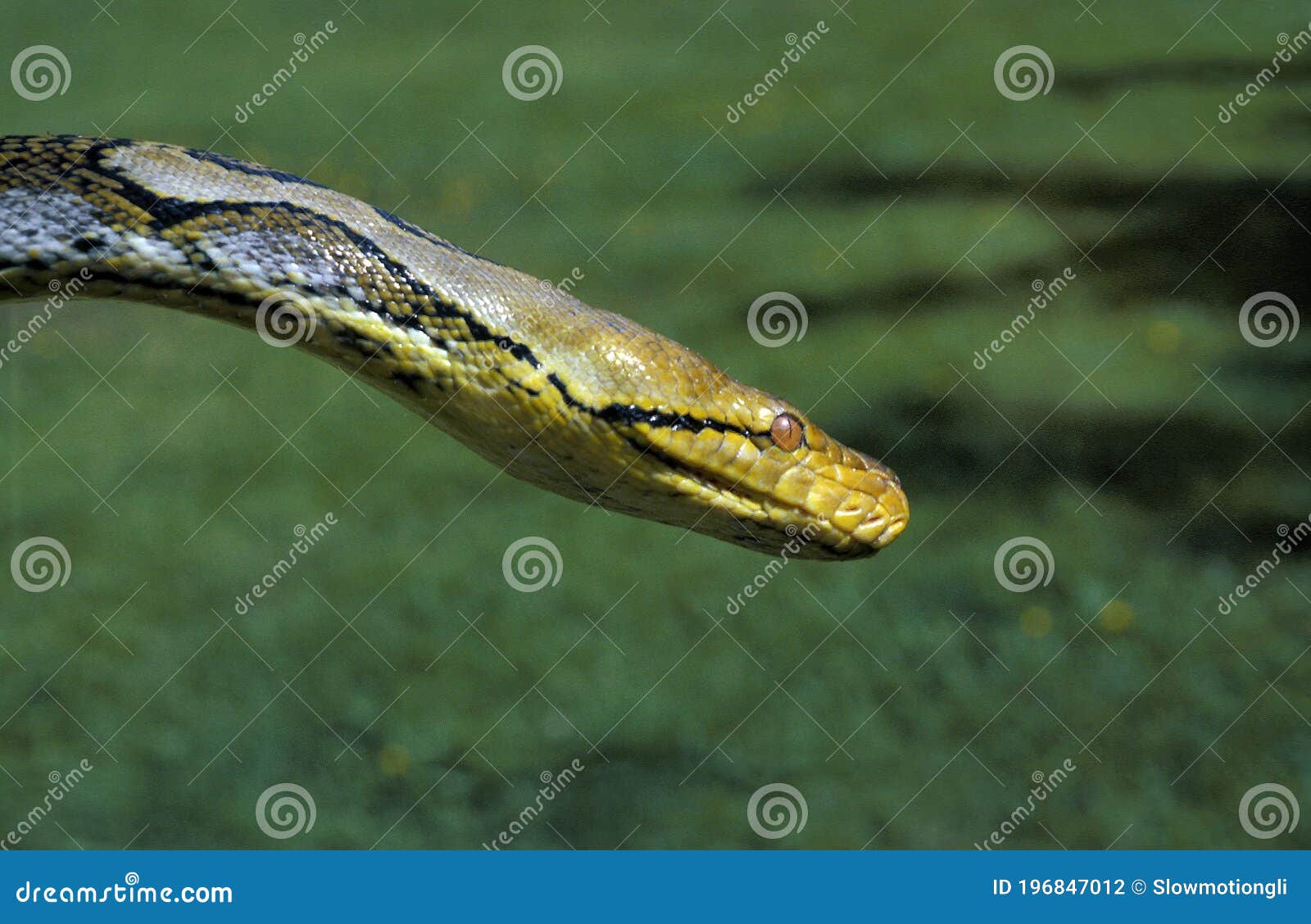 The Reticulated Python (Malayopython Reticulatus) Stock Photo ... The Reticulated Python (Malayopython Reticulatus) Stock Photo ...