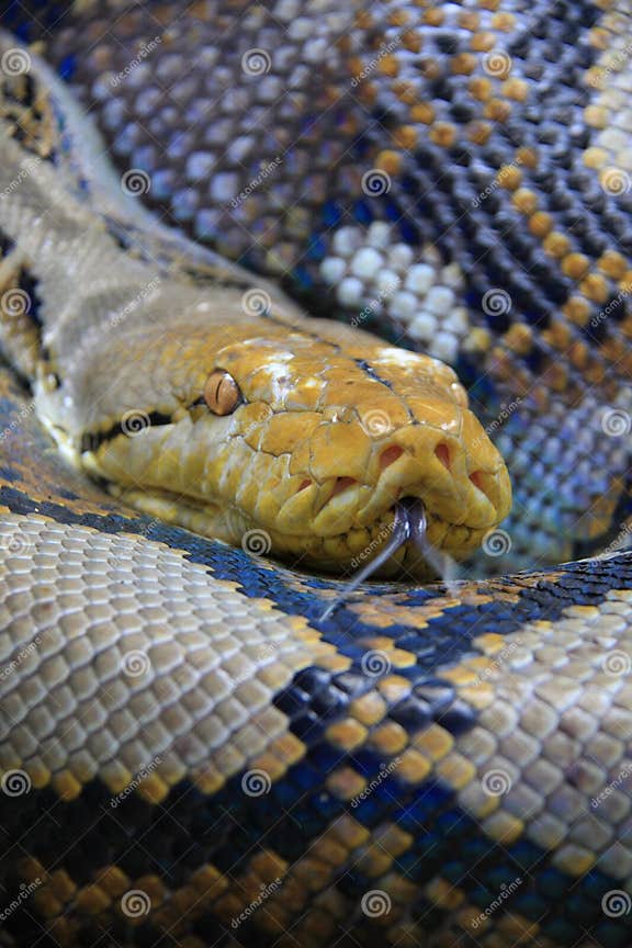Reticulated python stock image. Image of khao, snake - 39791627