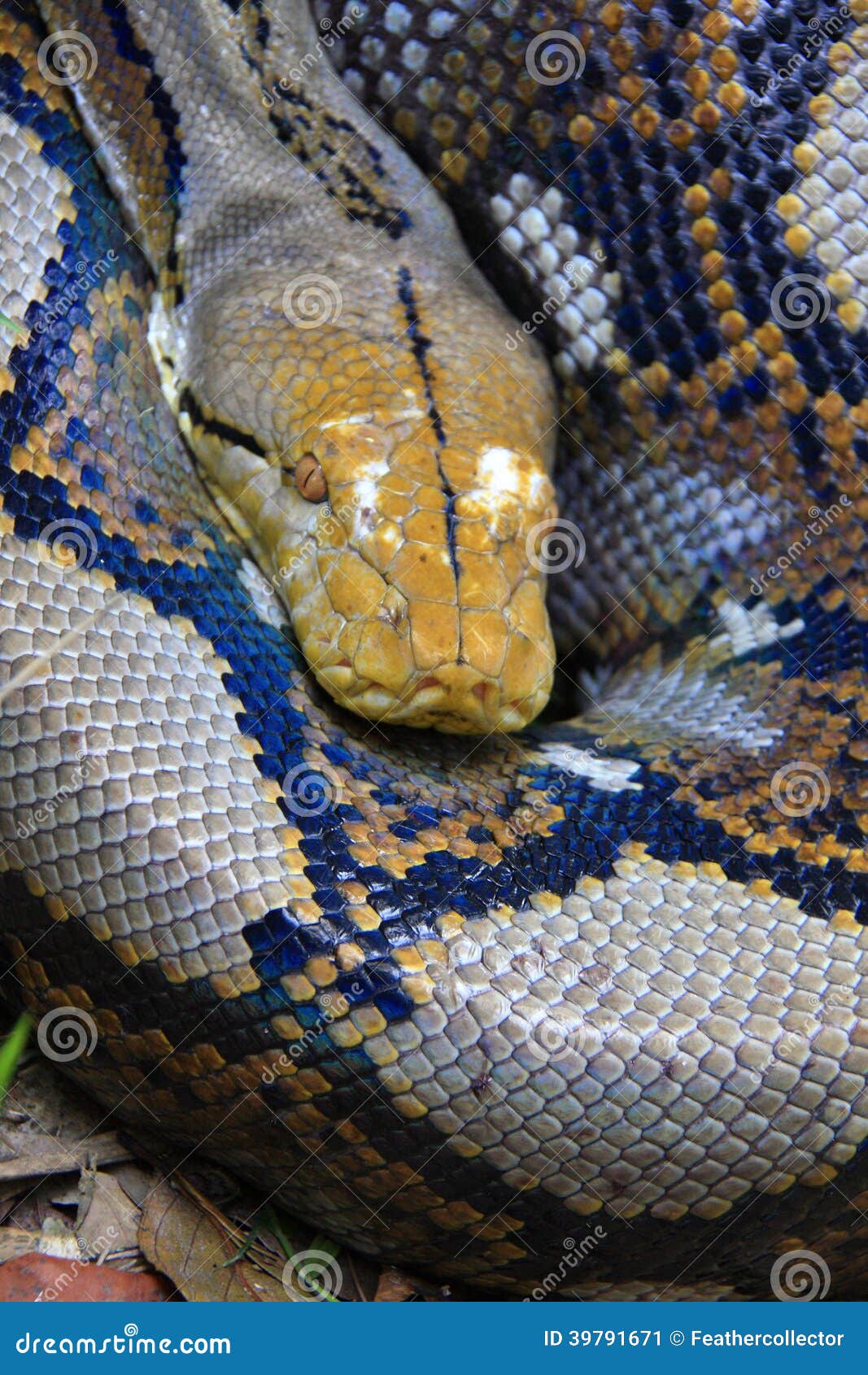 Reticulated python stock image. Image of tropical, reticulated - 39791671