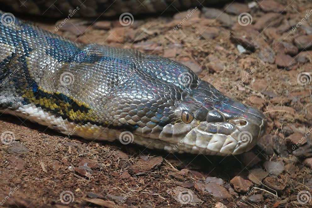 Reticulated Python Looking Out at the World Stock Photo - Image of ...