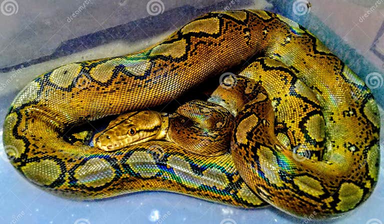 Reticulated Python Snake Morph Motley Stock Image - Image of python ...