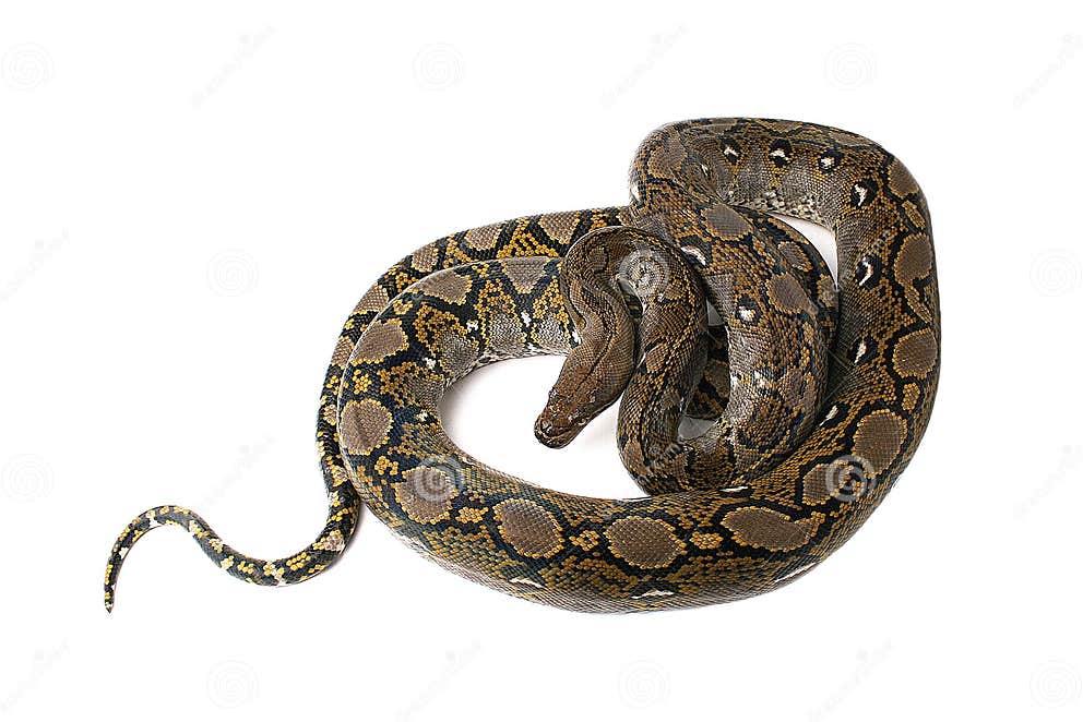 Reticulated python snake stock photo. Image of serpent - 219101802