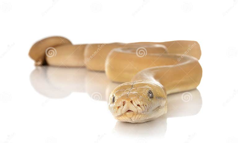 Reticulated Python in Studio Stock Photo - Image of wildlife, snake ...