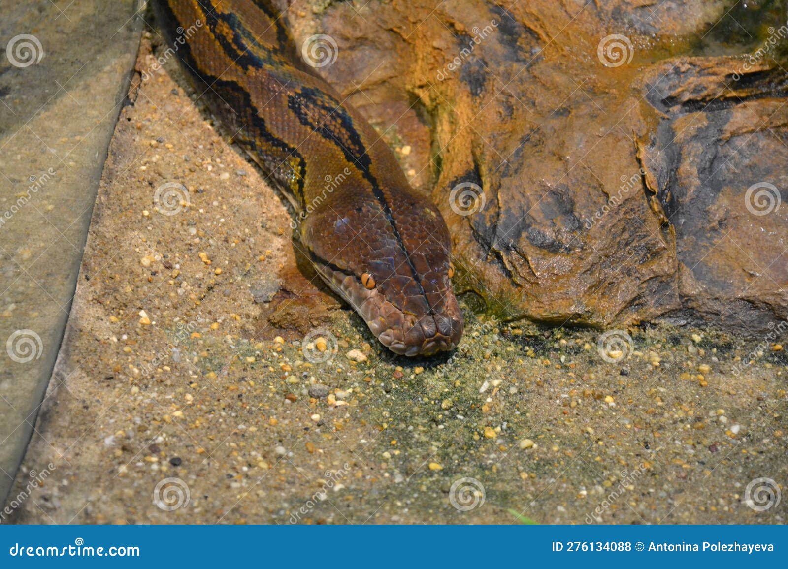 Reticulated Python in a Zoo Terrarium. Python Close Up Stock Photo ...
