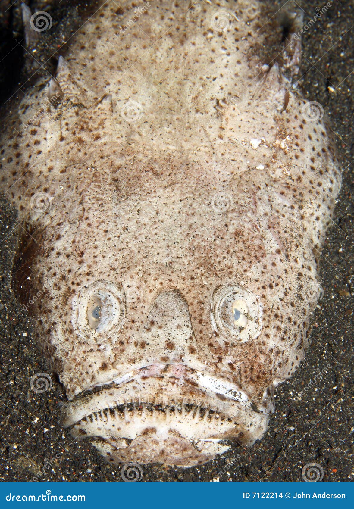 Reticulated stargazer stock photo. Image of pacific, underwater - 7122214