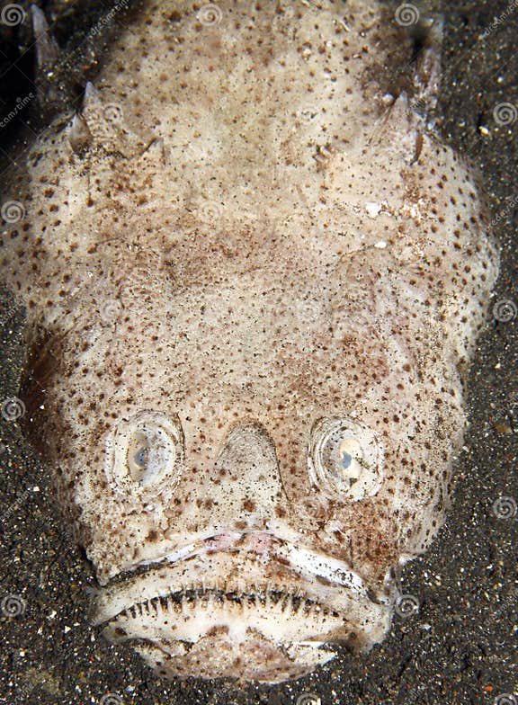 Reticulated stargazer stock photo. Image of pacific, underwater - 7122214