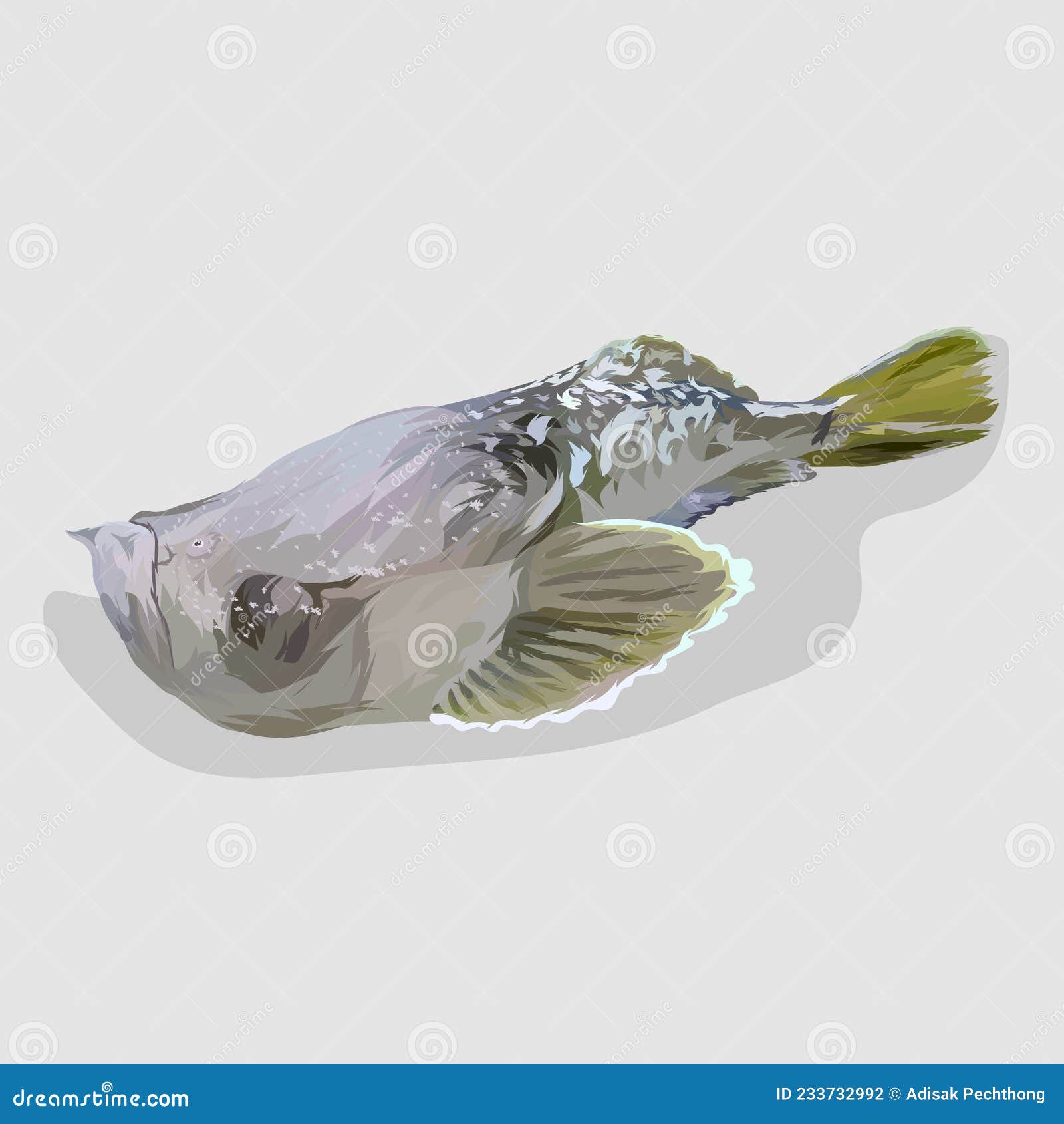 Reticulated Stargazer Isolated Realistic Hand Drawn Vector ...