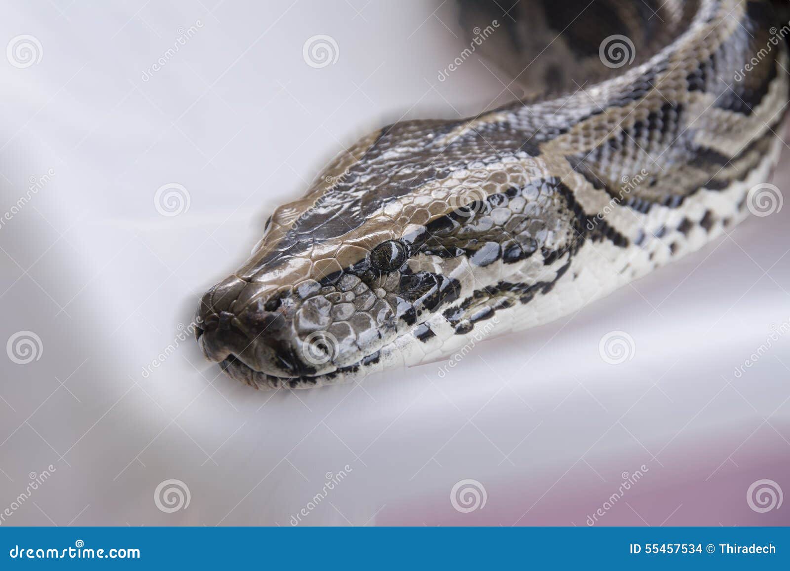 Reticulatus de Python foto de archivo. Imagen de escalamiento - 55457534