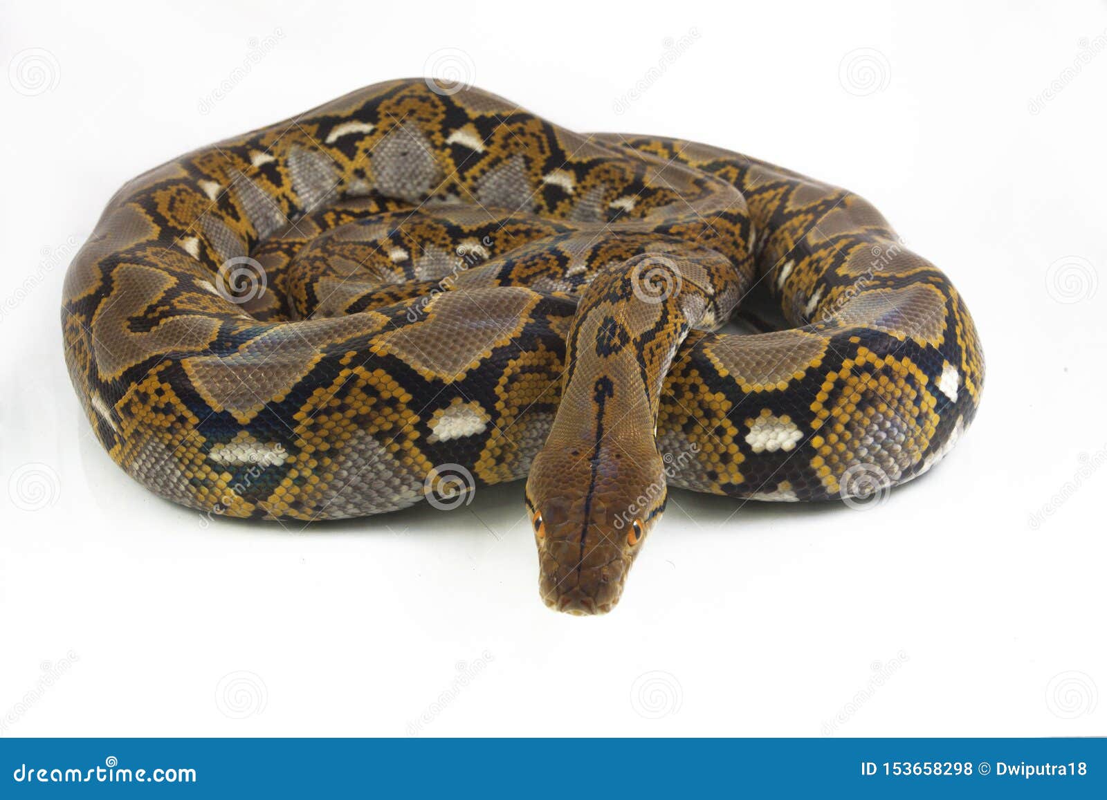Reticulatus De Python Del Pit?n Reticulado Foto de archivo - Imagen de ...