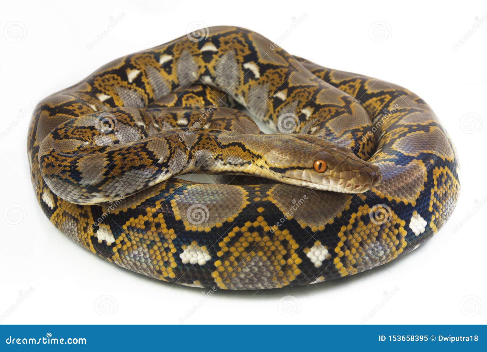 Reticulatus De Python Del Pit?n Reticulado Imagen de archivo - Imagen ...