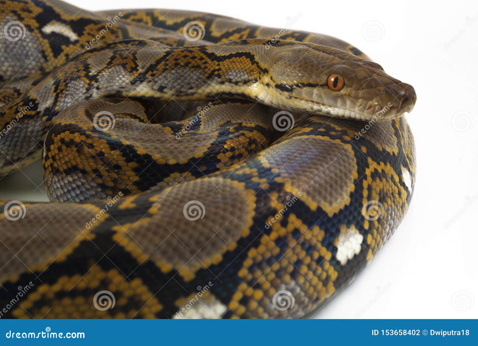 Reticulatus De Python Del Pit?n Reticulado Foto de archivo - Imagen de ...
