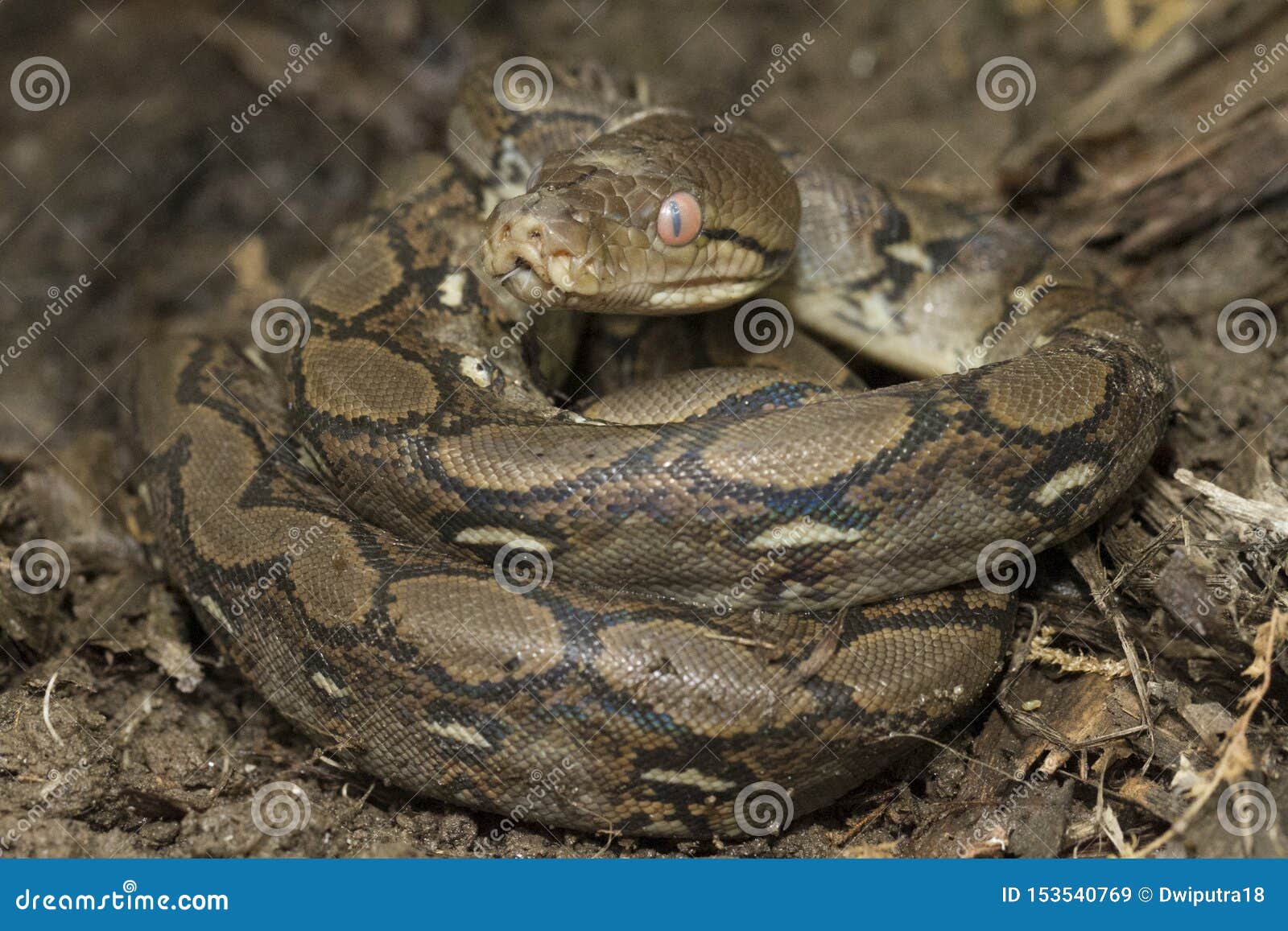 Reticulatus De Python Reticulado Python Del Bebé Imagen de archivo ...