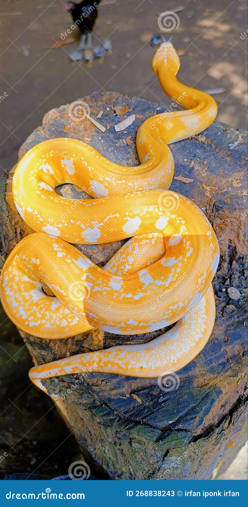 Reticulatus Phyton stock image. Image of albino, reticulatus - 268838243