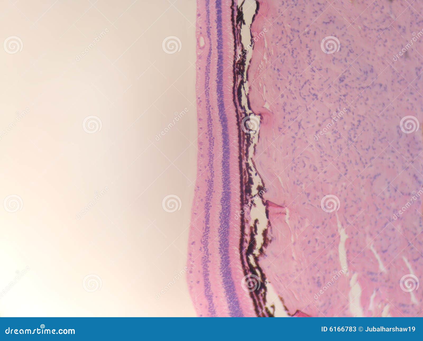 Retina stock image. Image of retina, microscope, optic - 6166783