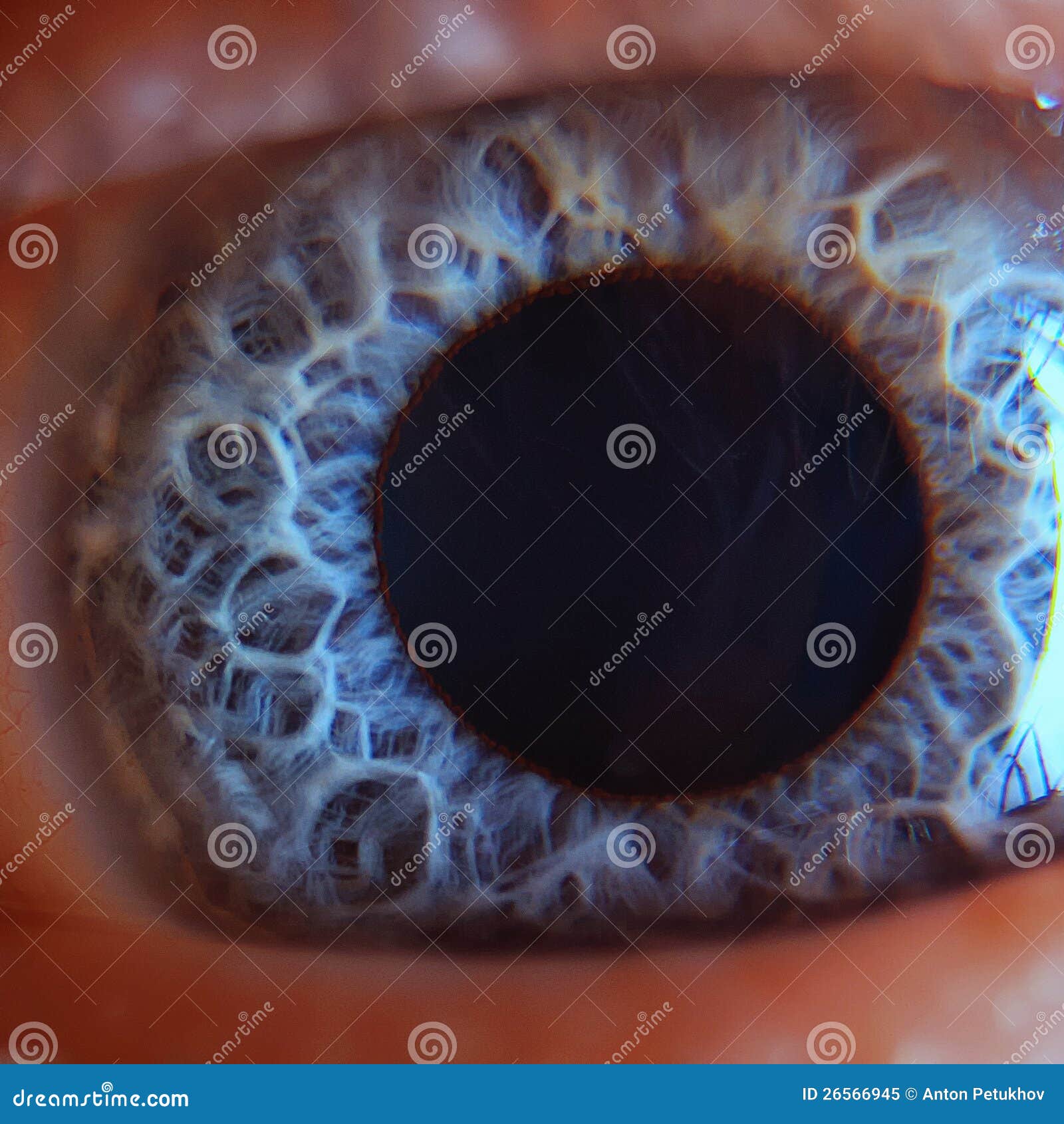 Retina en ojo humano imagen de archivo. Imagen de fondo - 26566945