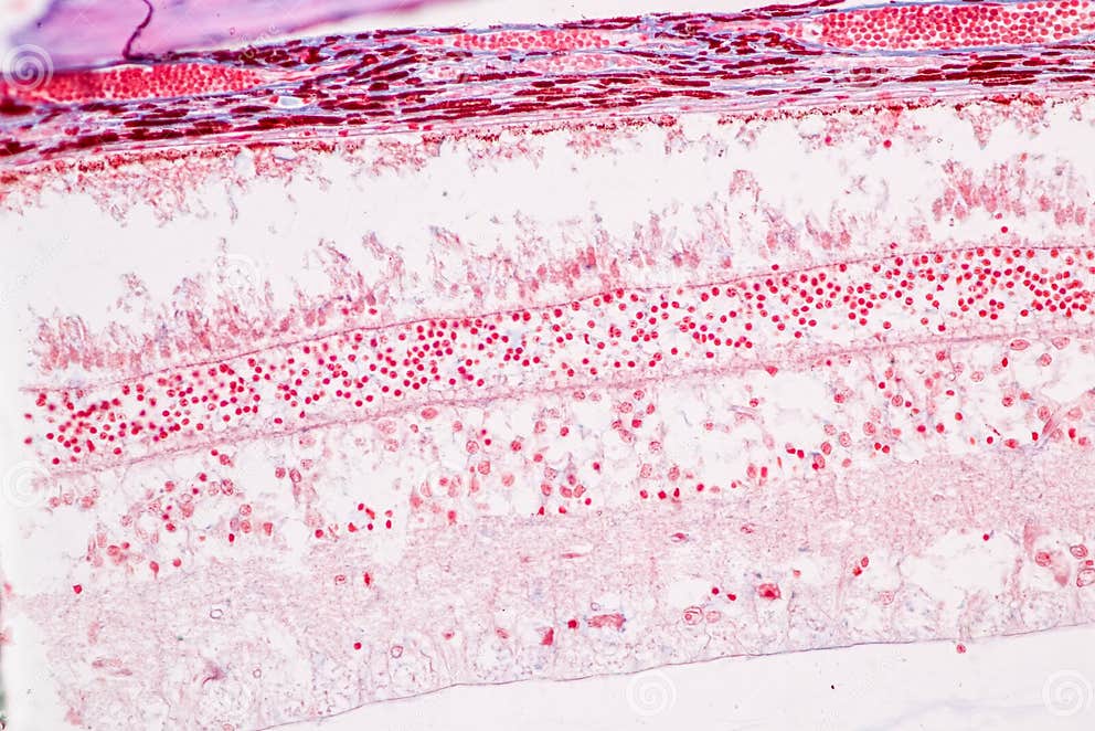 Retina Human Under Microscope. Stock Image - Image of anatomical ...
